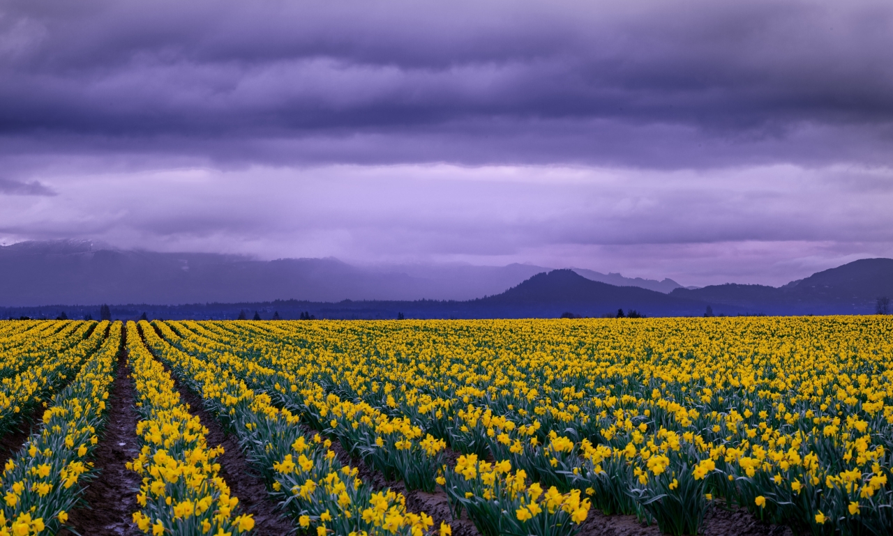 1280x769 Resolution 4K Daffodil Field 1280x769 Resolution Wallpaper ...