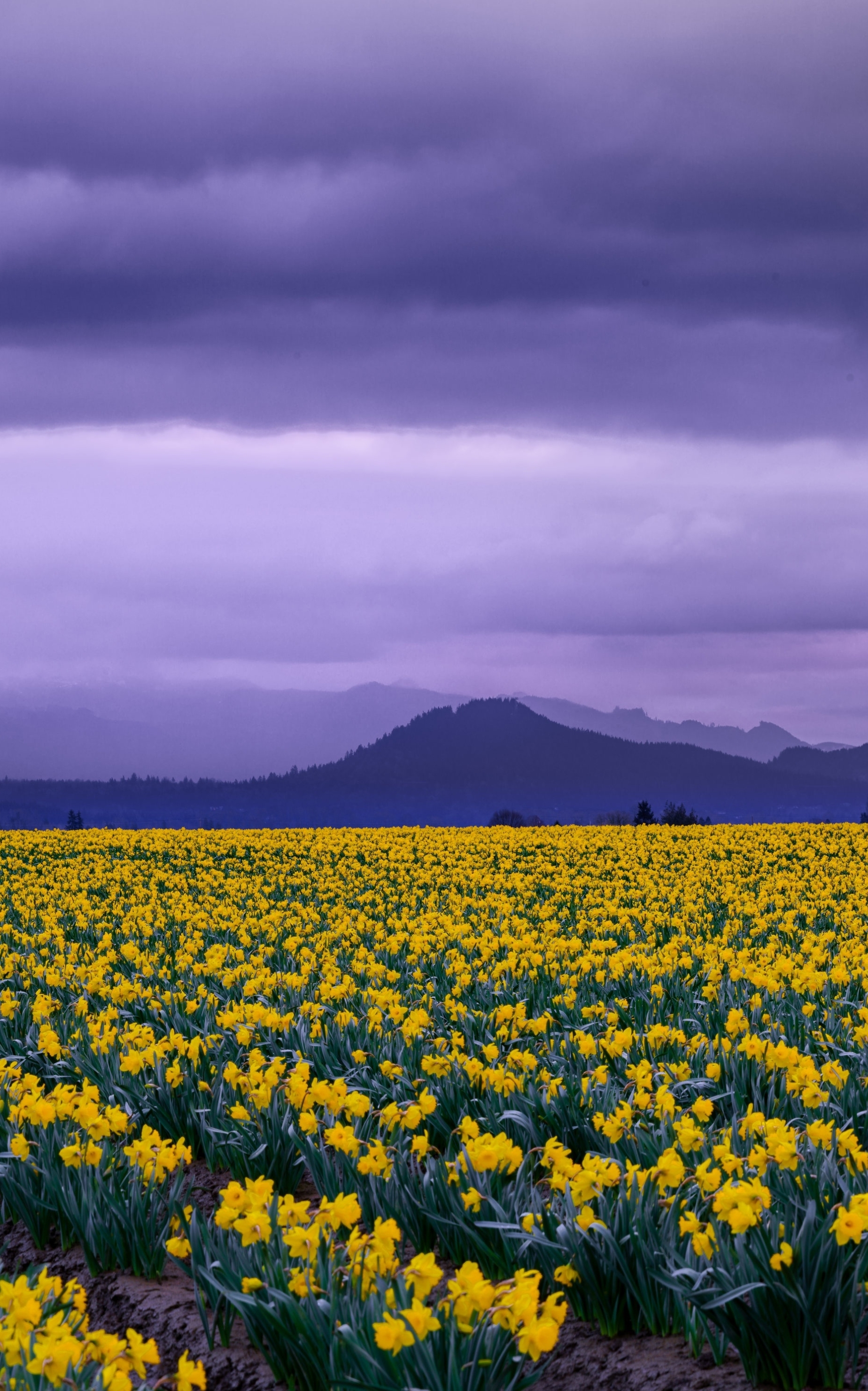 1848x2960 Resolution 4K Daffodil Field 1848x2960 Resolution Wallpaper ...