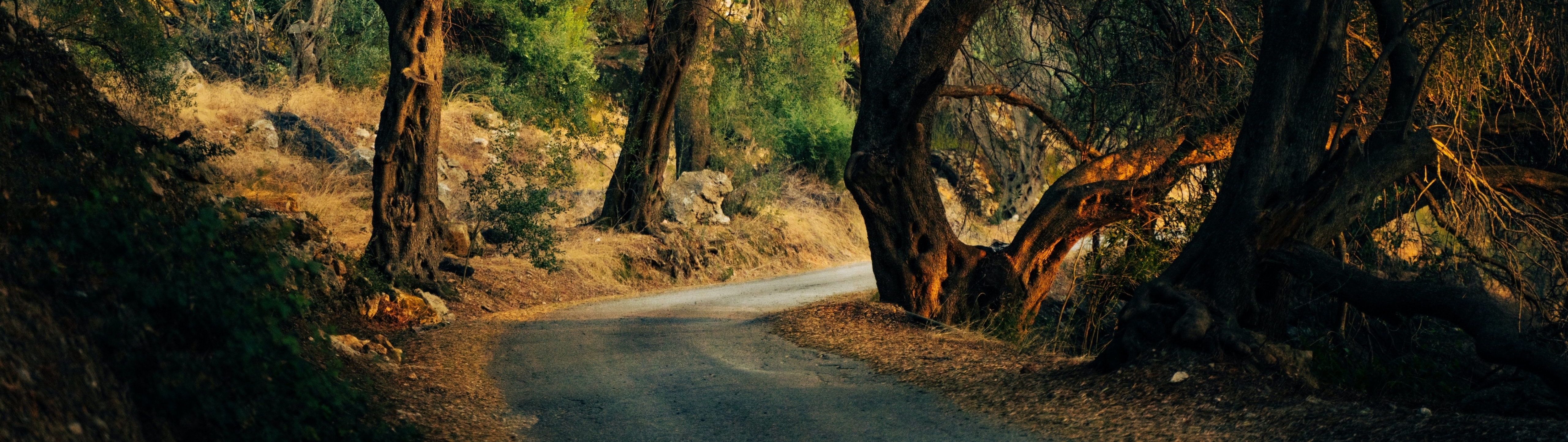 5120x1444 Resolution 4K Forest Road HD Photography 5120x1444 Resolution ...