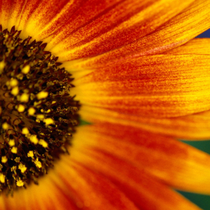 300x300 Resolution A Sunflower 300x300 Resolution Wallpaper ...