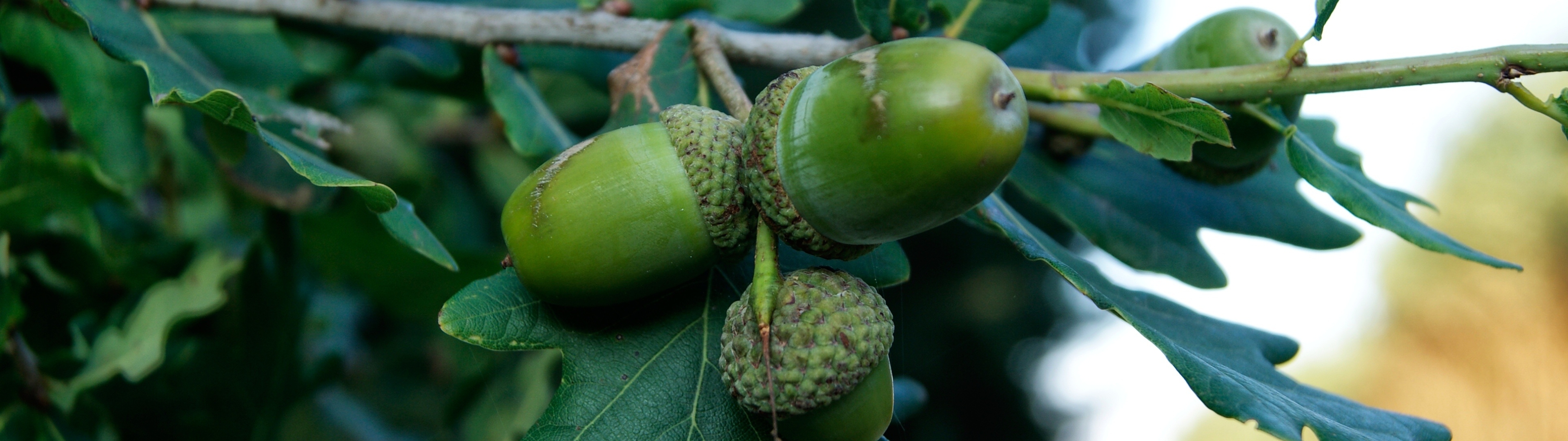 3840x1080 Resolution acorns, oak, branch 3840x1080 Resolution Wallpaper ...
