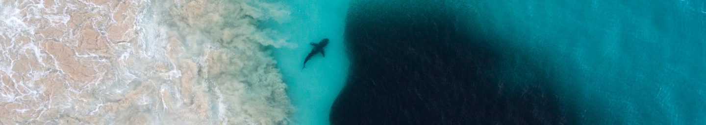1440x256 Resolution Aerial VIew Of Shark Inside Deep Sea 1440x256 ...