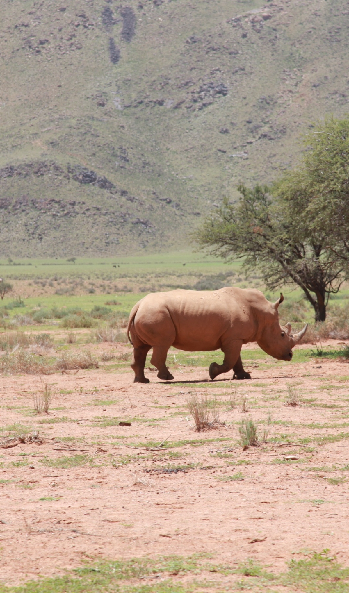 1200x2040 Resolution africa, rhino, trees 1200x2040 Resolution ...