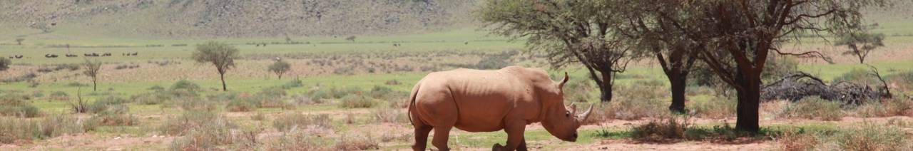 1280x212 africa, rhino, trees 1280x212 Resolution Wallpaper, HD Animals ...
