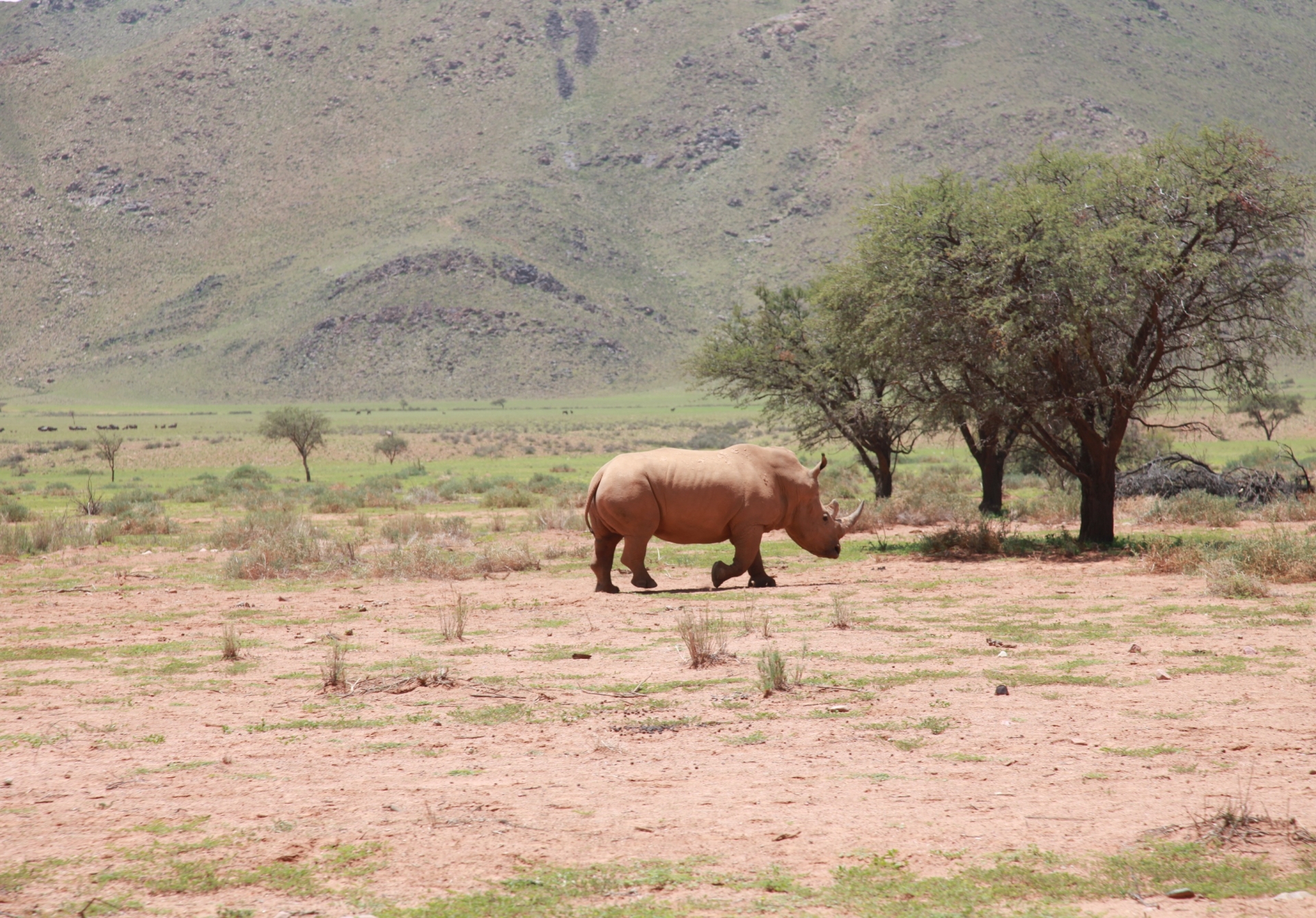 1920x1339 Resolution africa, rhino, trees 1920x1339 Resolution ...