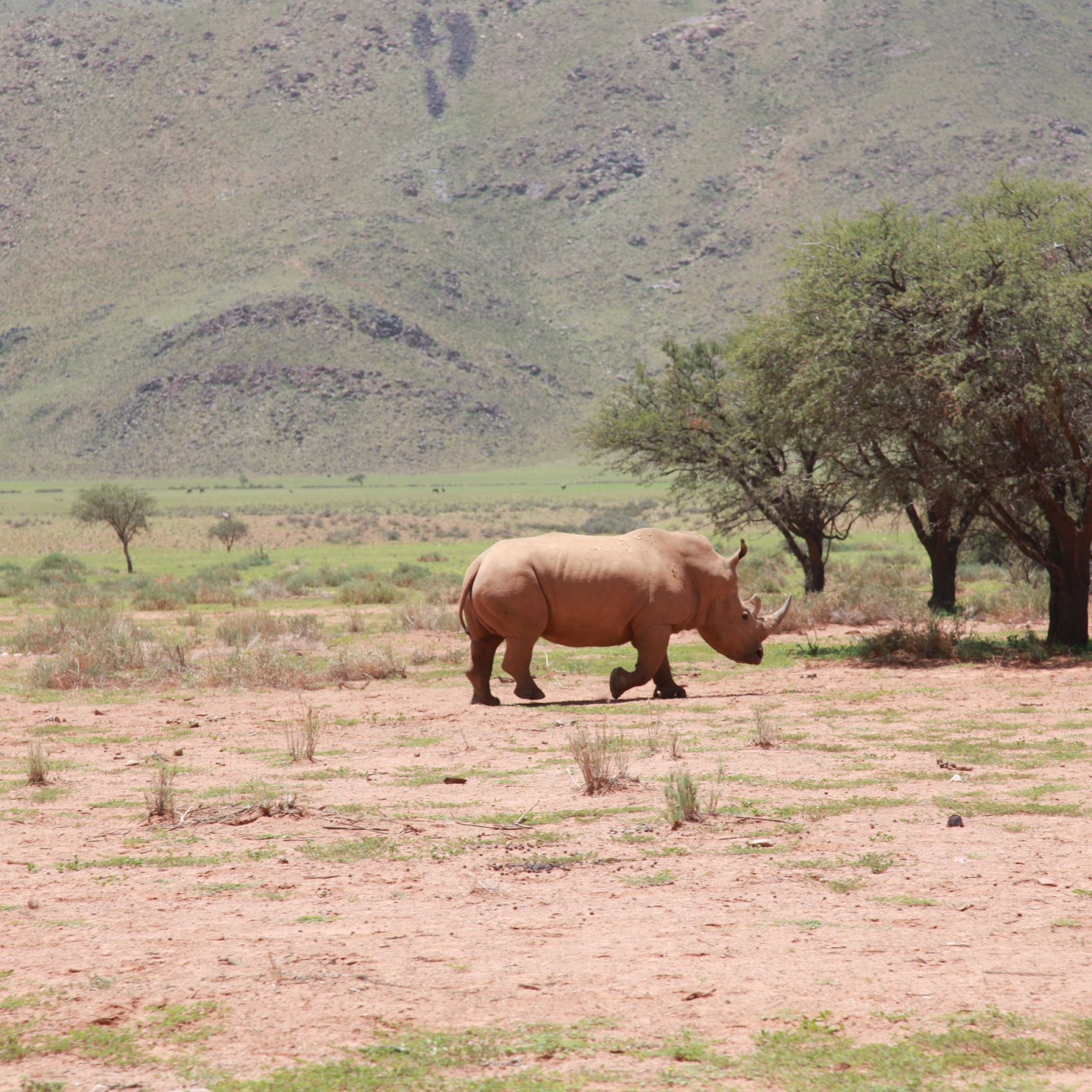 2248x2248 africa, rhino, trees 2248x2248 Resolution Wallpaper, HD ...