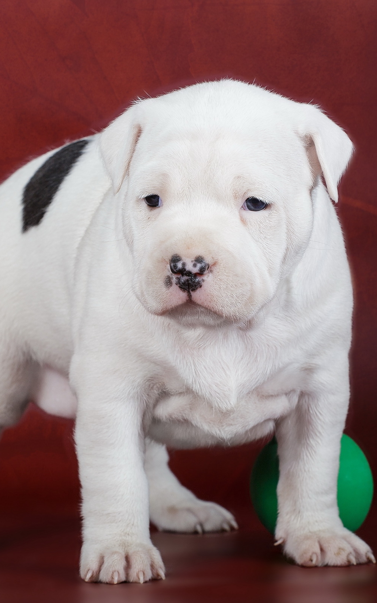 1200x1920 Resolution amstaff, puppy, dog 1200x1920 Resolution Wallpaper ...