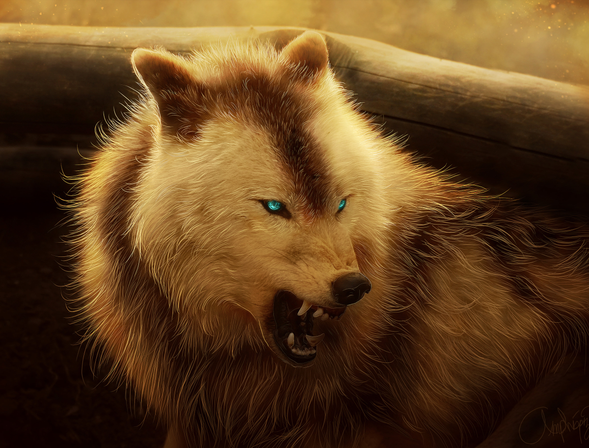 1200x912 Resolution Angry Wolf 1200x912 Resolution Wallpaper ...
