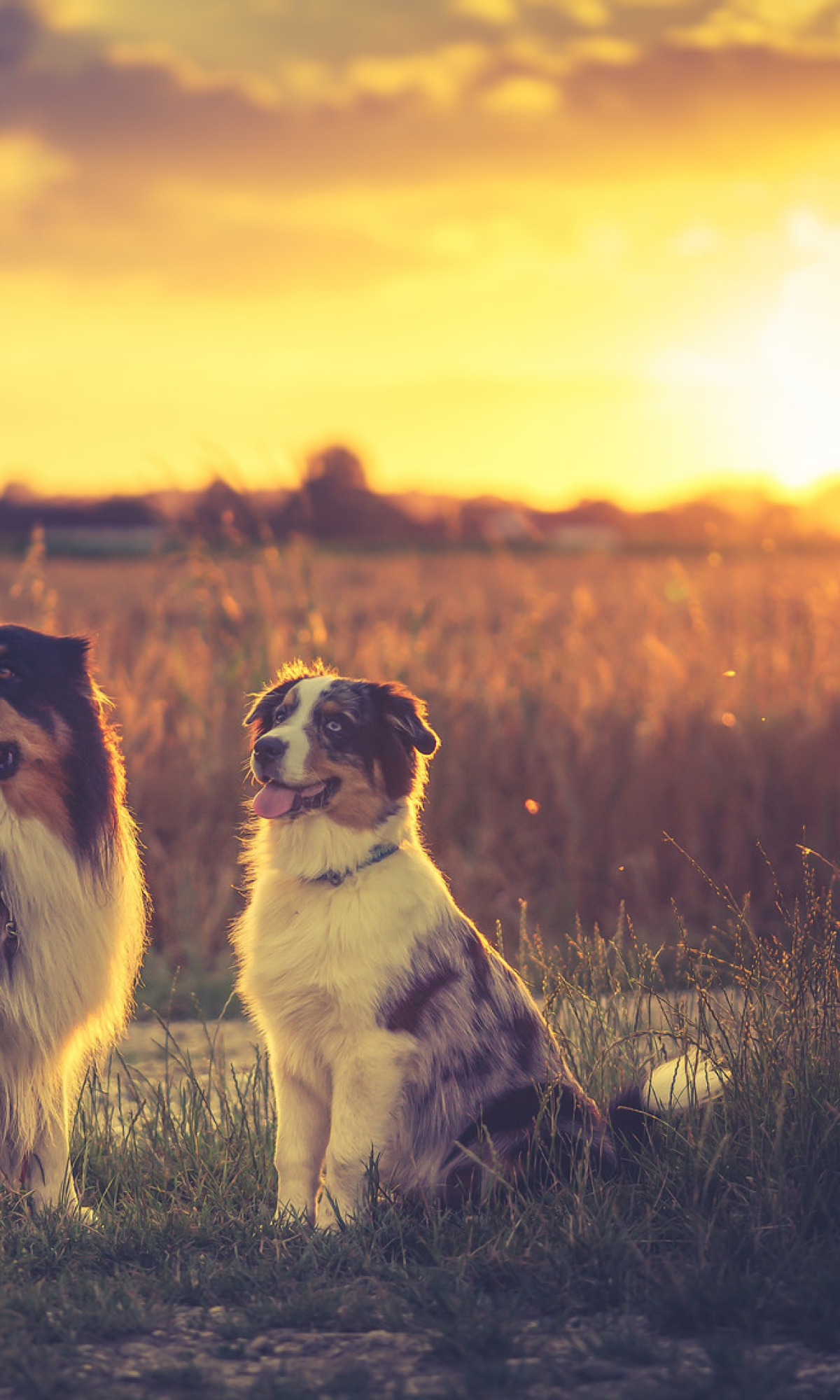1200x2000 Resolution Australian Shepherds 1200x2000 Resolution ...