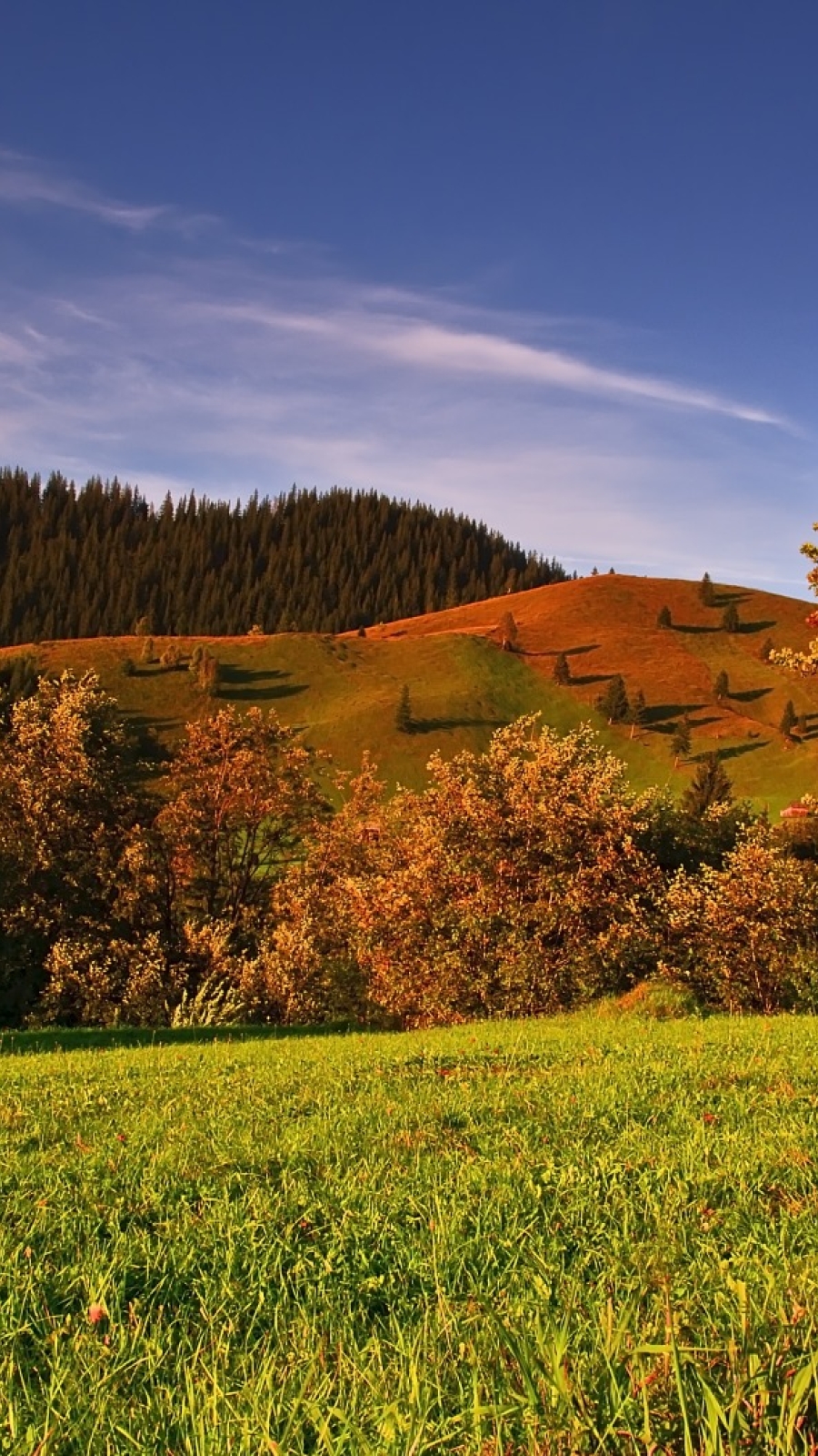 900x1600 Resolution autumn, grass, trees 900x1600 Resolution Wallpaper ...