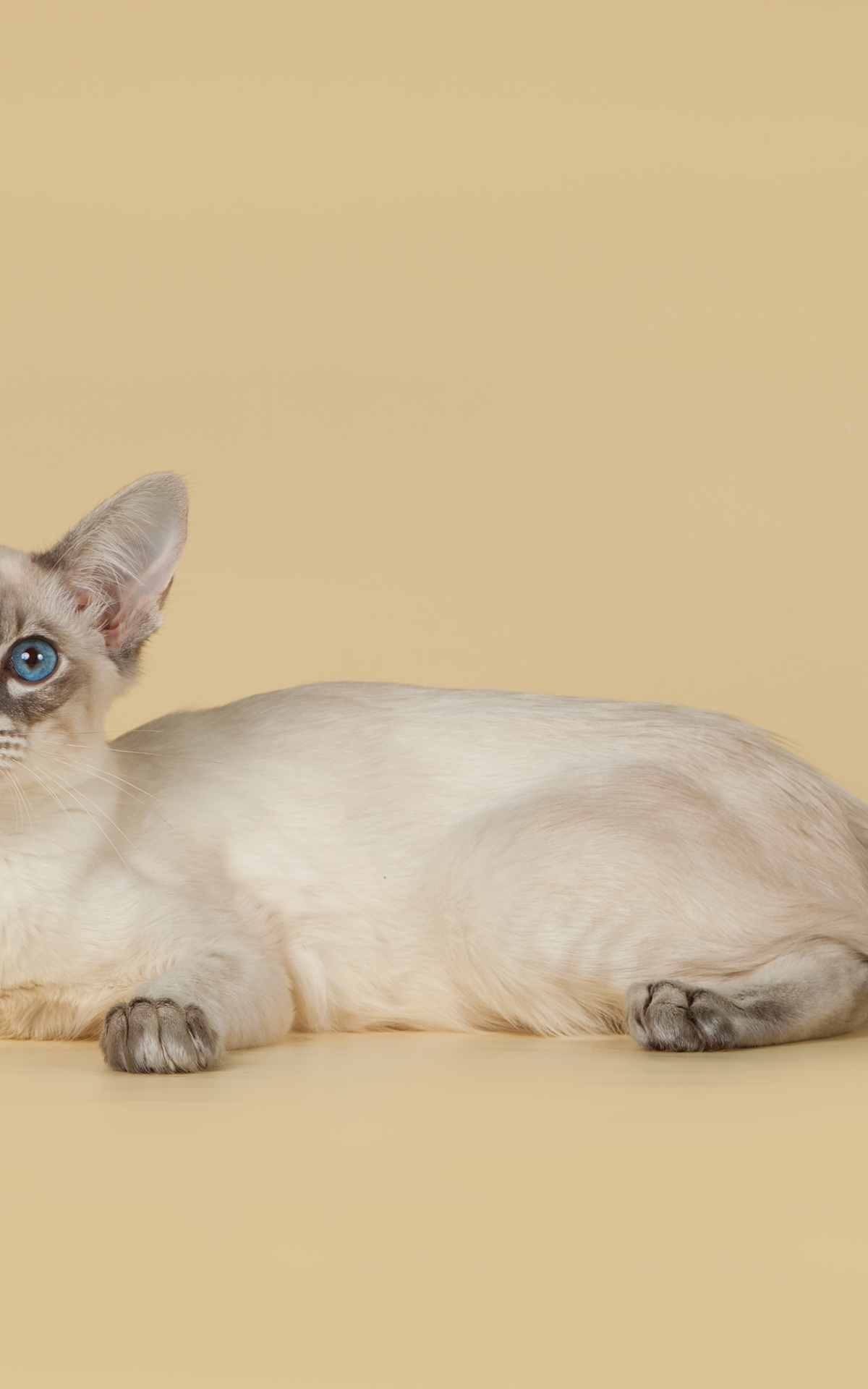 1200x1920 bali, balinese, balinese cat 1200x1920 Resolution Wallpaper ...