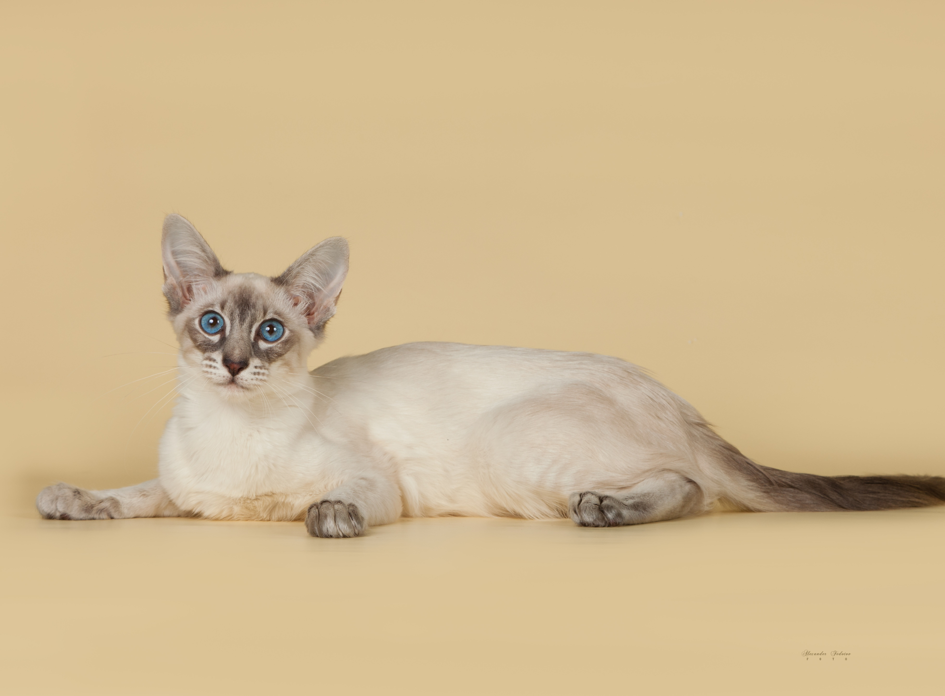 1900x1400 Resolution bali, balinese, balinese cat 1900x1400 Resolution ...