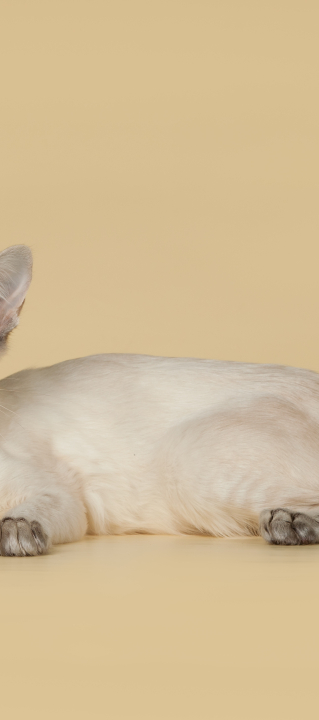 319x720 Resolution bali, balinese, balinese cat 319x720 Resolution ...