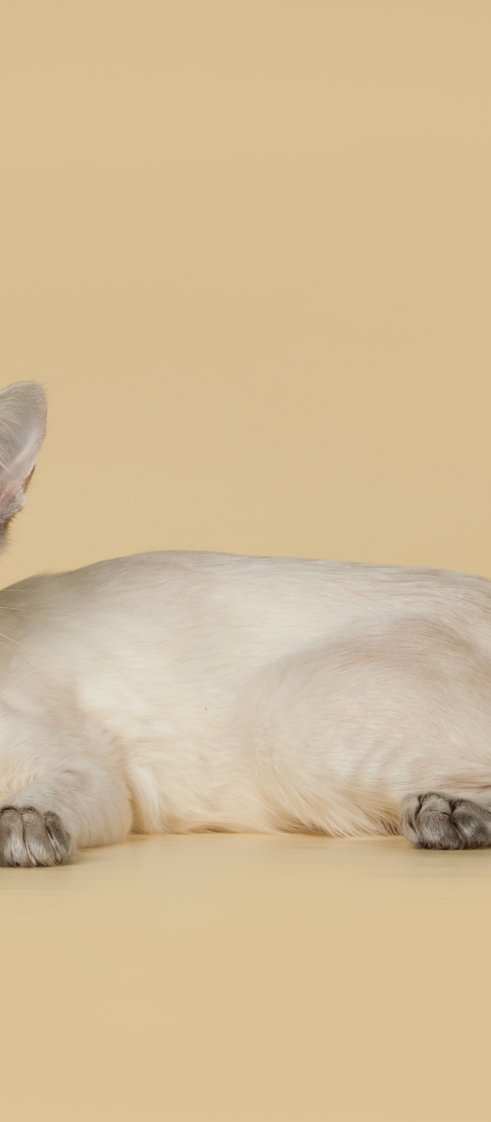 700x1600 bali, balinese, balinese cat 700x1600 Resolution Wallpaper, HD ...
