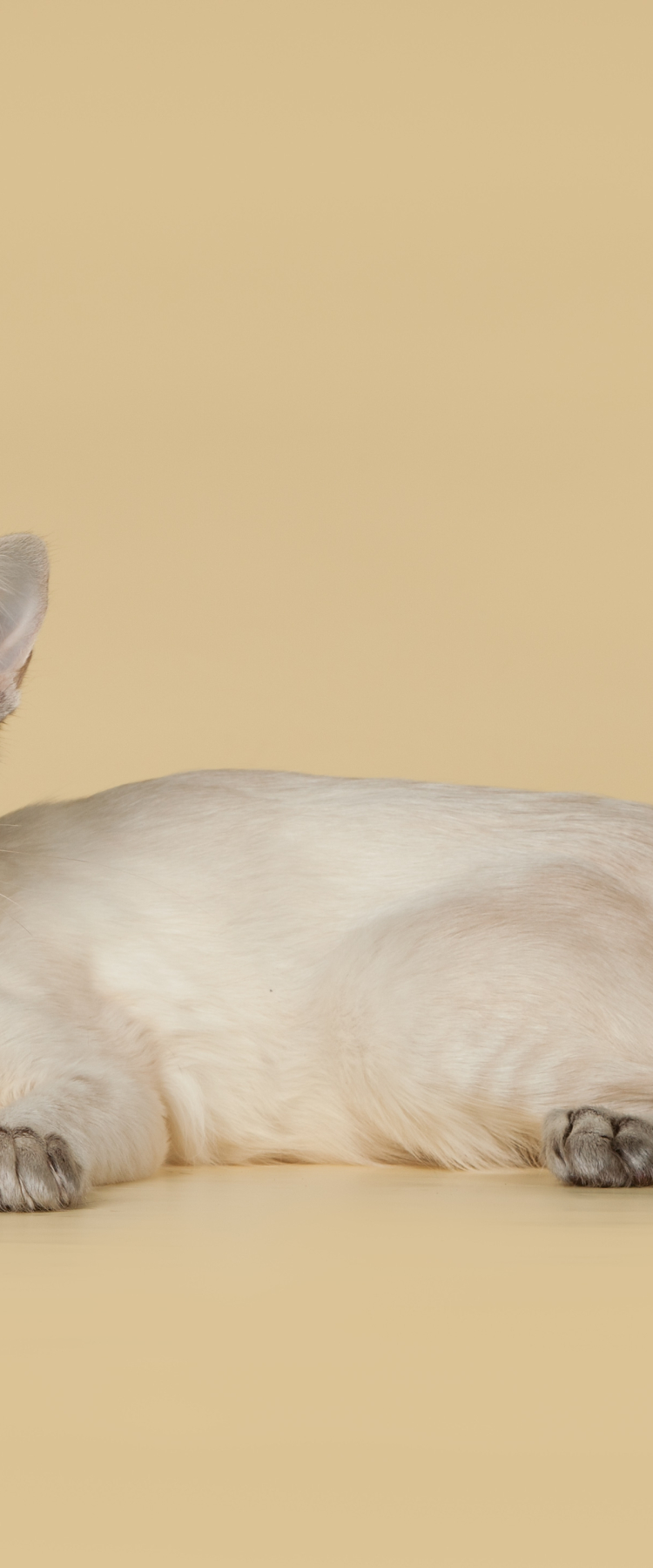 750x1800 bali, balinese, balinese cat 750x1800 Resolution Wallpaper, HD ...