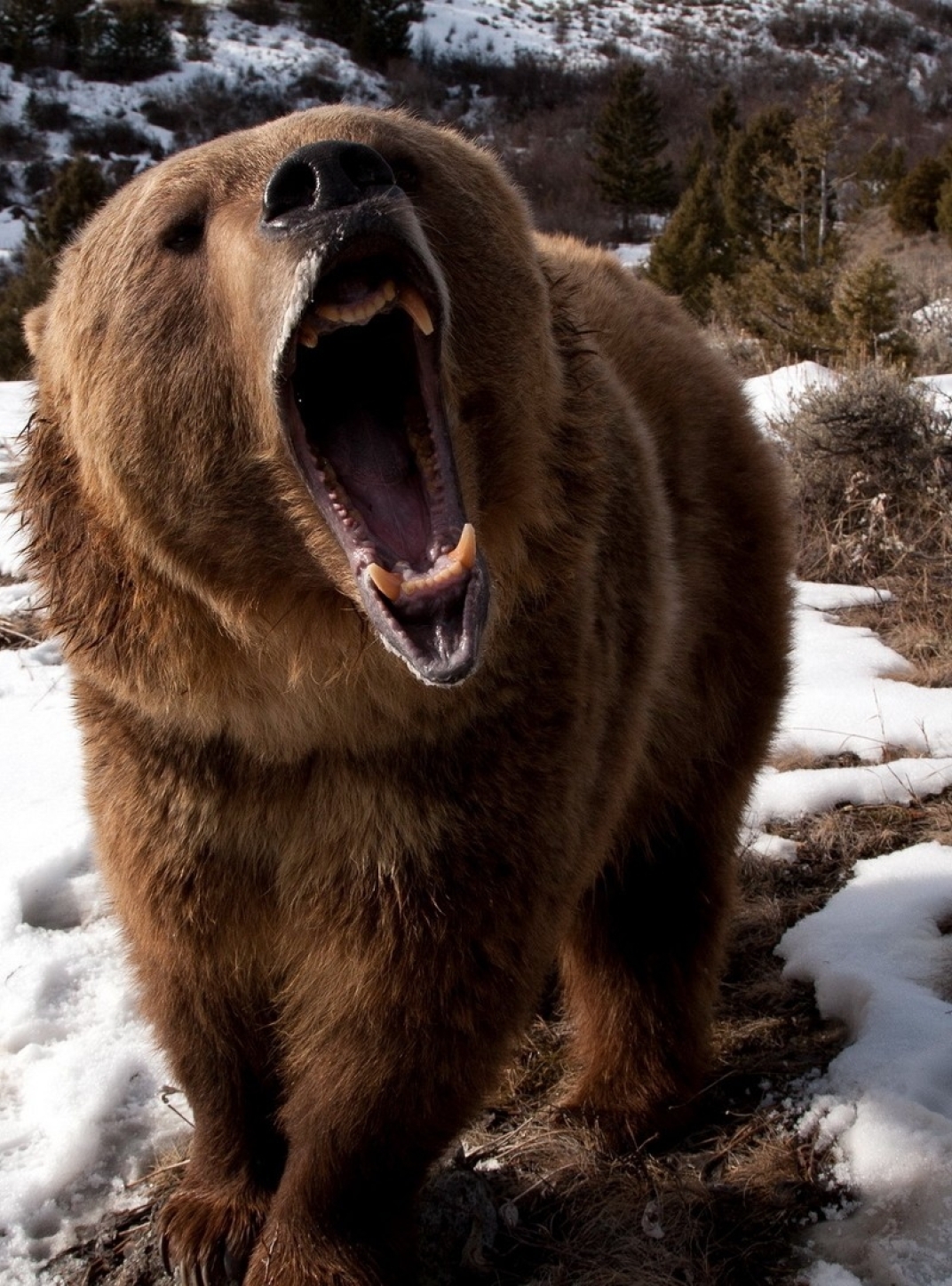 1072x1448 Resolution bear, teeth, angry 1072x1448 Resolution Wallpaper ...