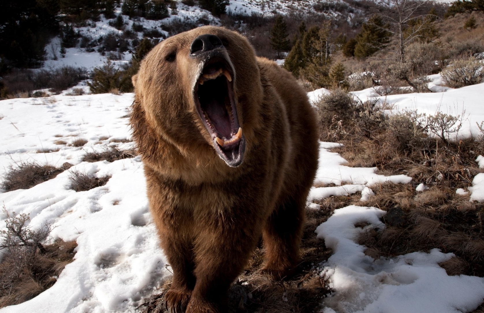 1676x1085 bear, teeth, angry 1676x1085 Resolution Wallpaper, HD Animals ...