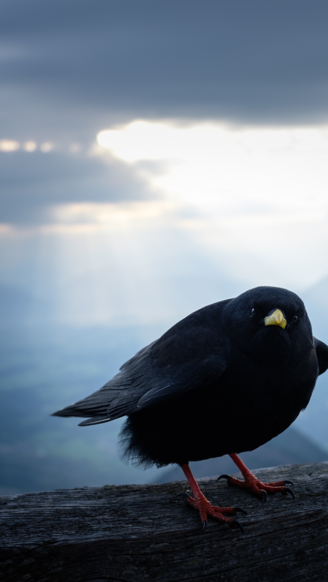 1082x1920 Bird Sky Background Macro 1082x1920 Resolution Wallpaper, HD ...