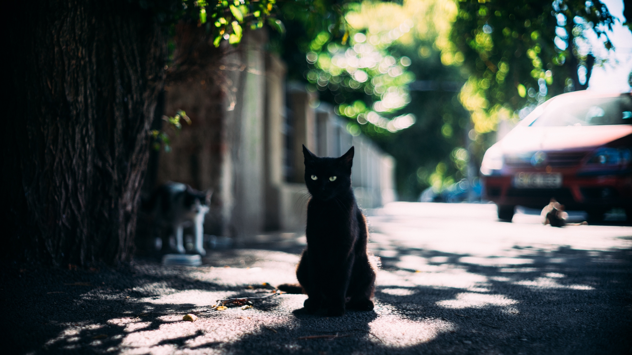 2026x1139 Resolution Black Cat Candid Portrait 2026x1139 Resolution ...