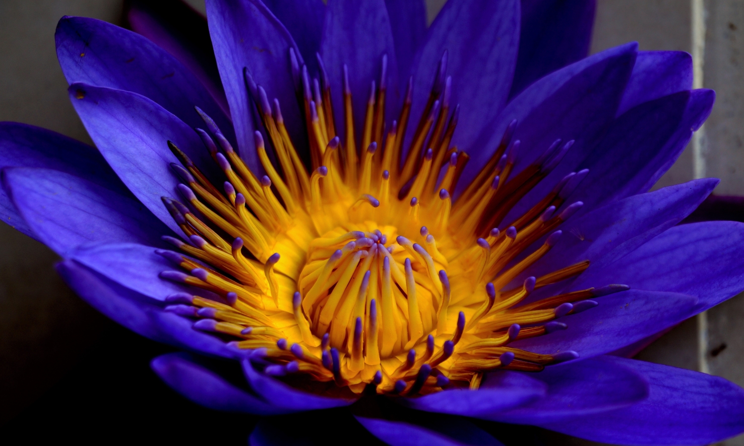 1500x900 Resolution blue lotus, star lotus, water lily star 1500x900 ...
