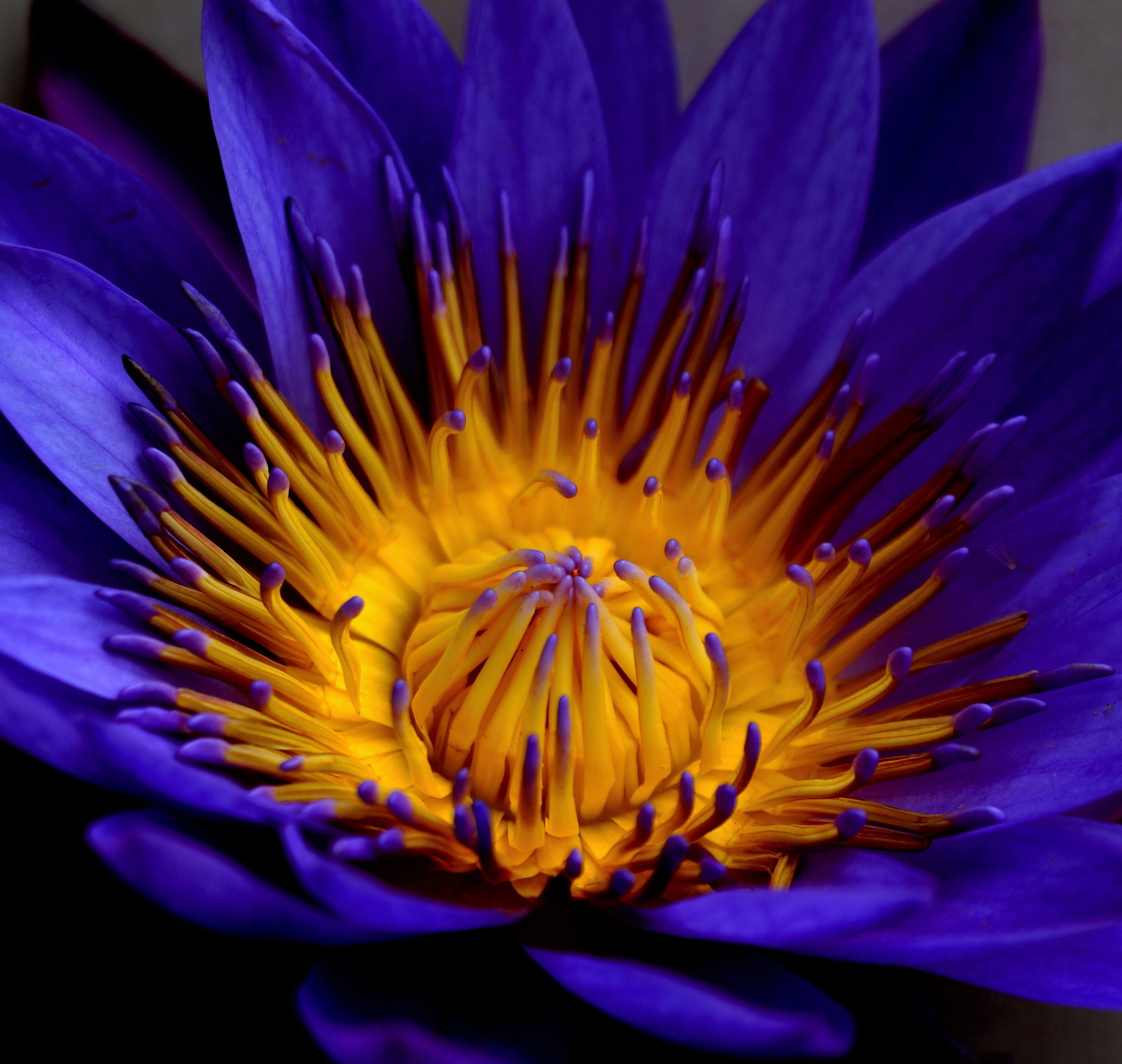 2356x2234 Resolution blue lotus, star lotus, water lily star 2356x2234 ...