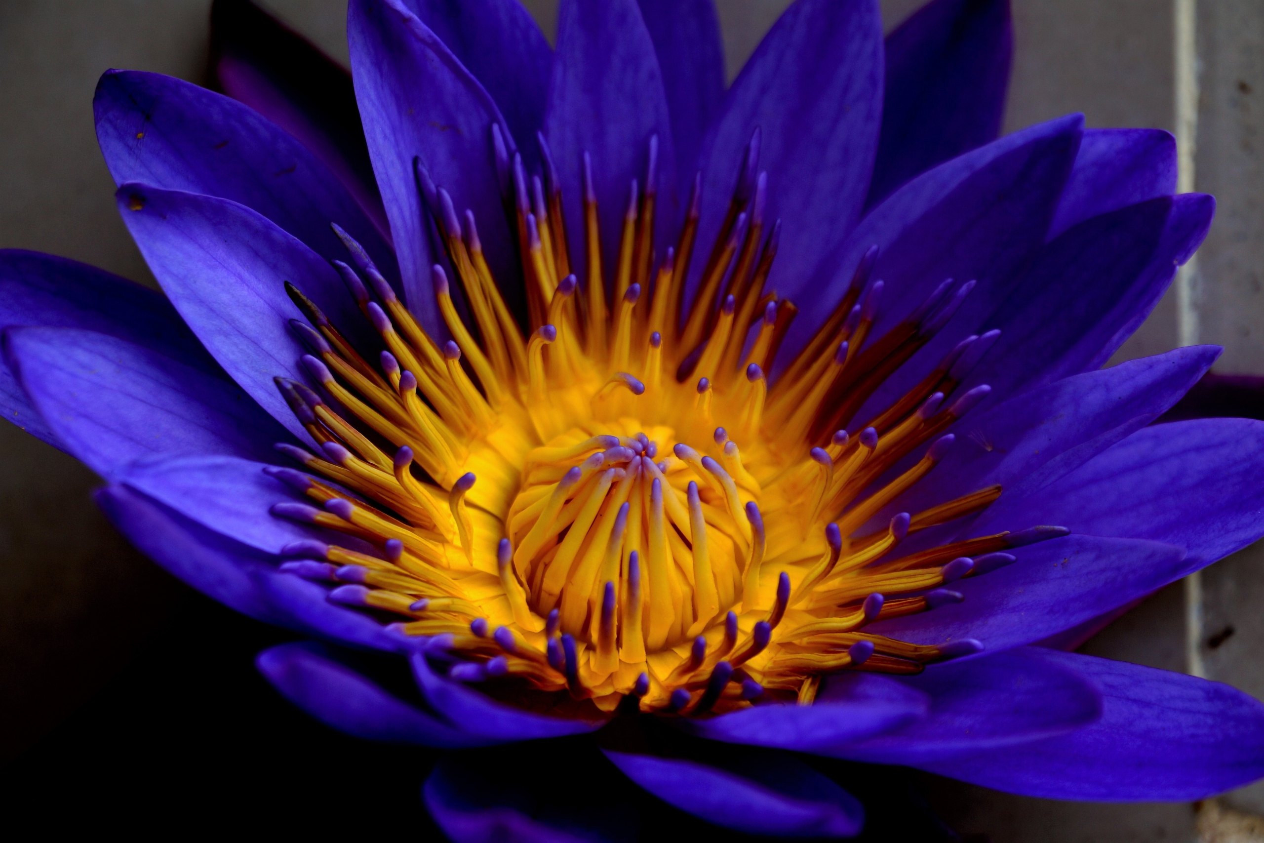 2560x1707 Resolution blue lotus, star lotus, water lily star 2560x1707 ...