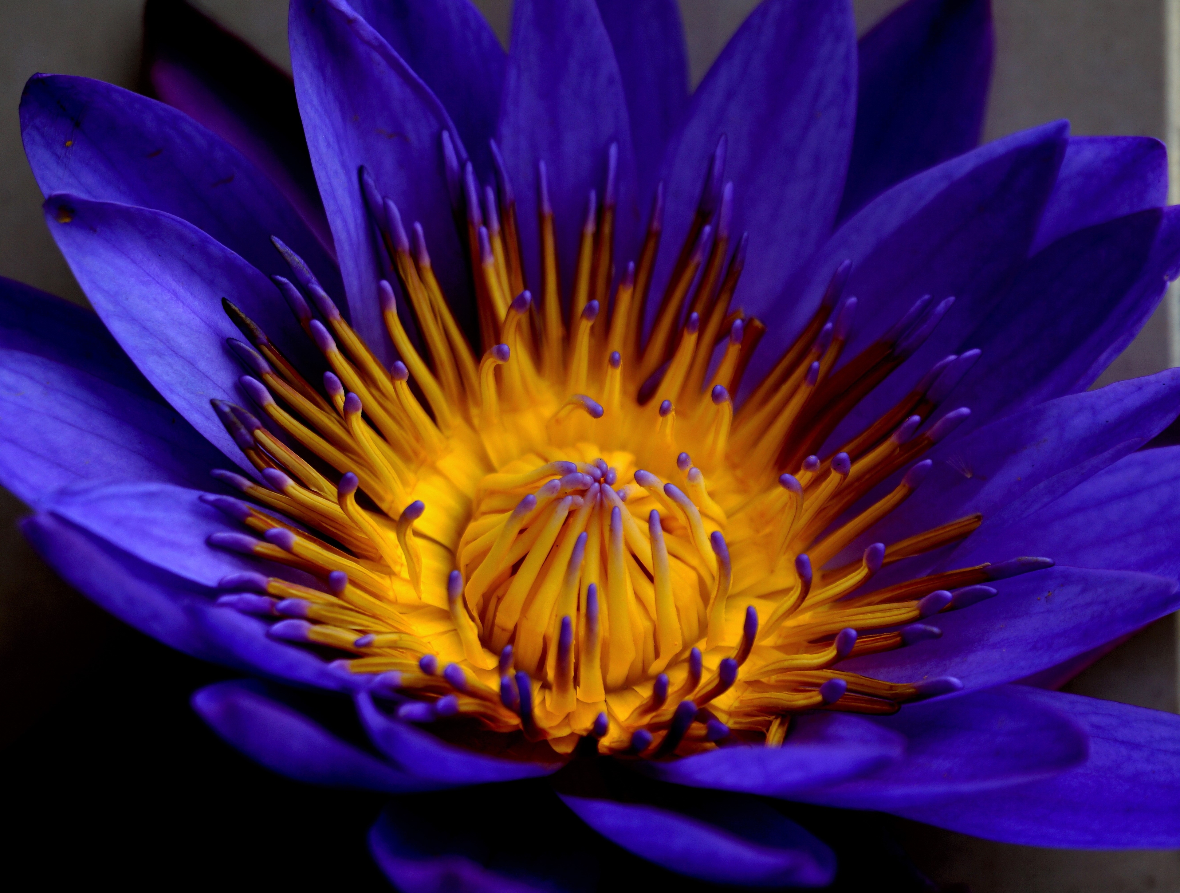3840x2906 Resolution blue lotus, star lotus, water lily star 3840x2906 ...