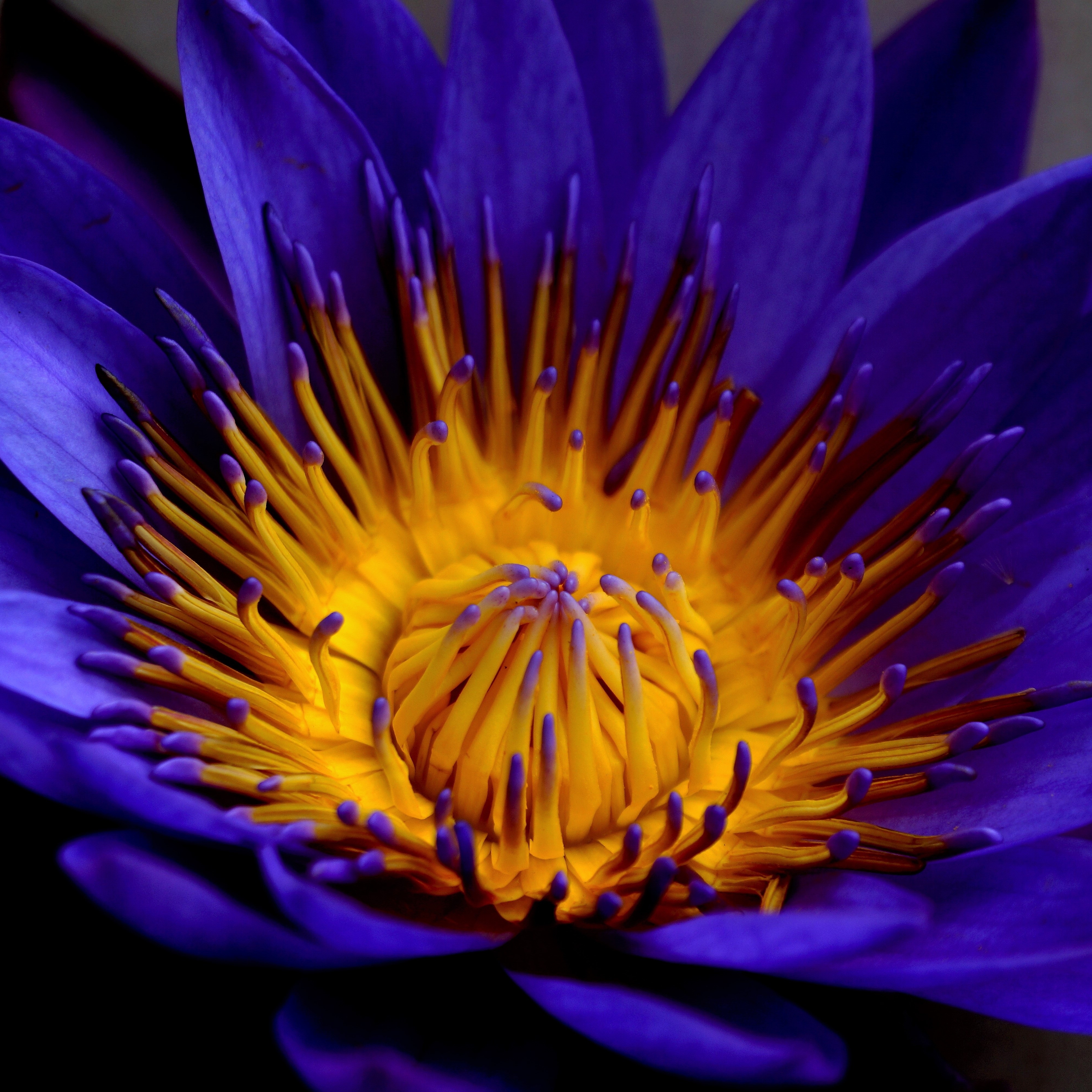 4000x4000 Resolution blue lotus, star lotus, water lily star 4000x4000 ...