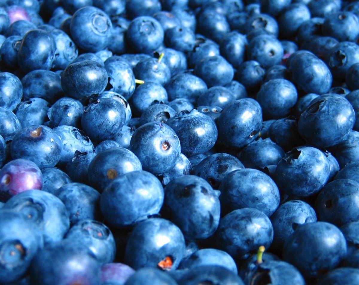 1200x952 blueberry, berry, many 1200x952 Resolution Wallpaper, HD Food ...