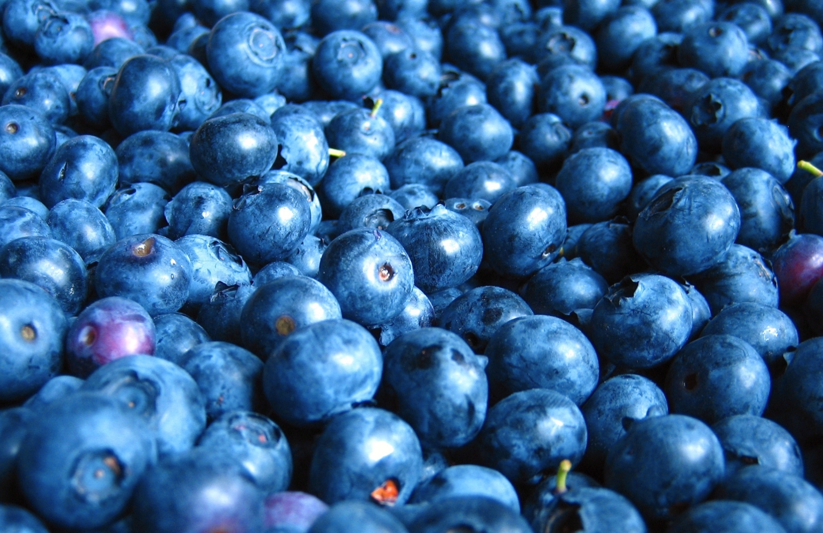 1676x1085 blueberry, berry, many 1676x1085 Resolution Wallpaper, HD ...