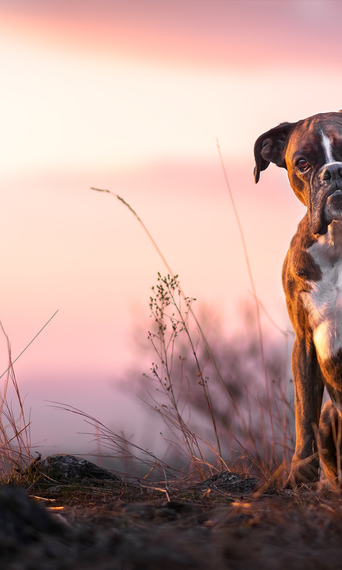 1200x2000 Resolution Boxer Dog 1200x2000 Resolution Wallpaper ...