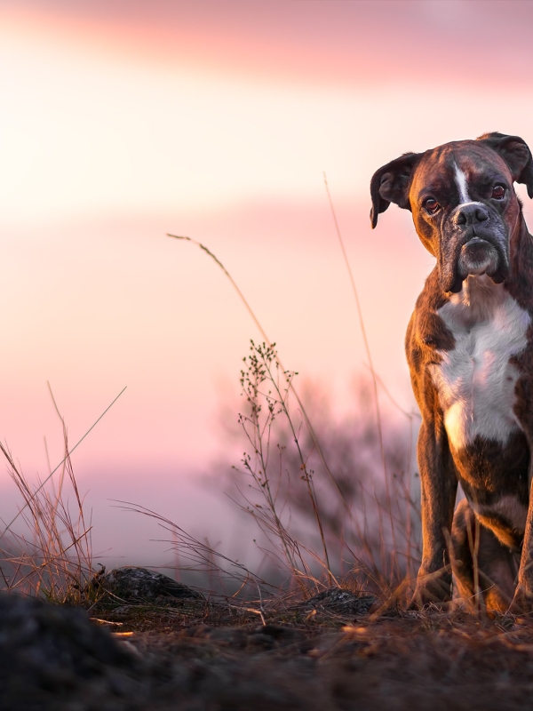600x800 Resolution Boxer Dog 600x800 Resolution Wallpaper - Wallpapers Den