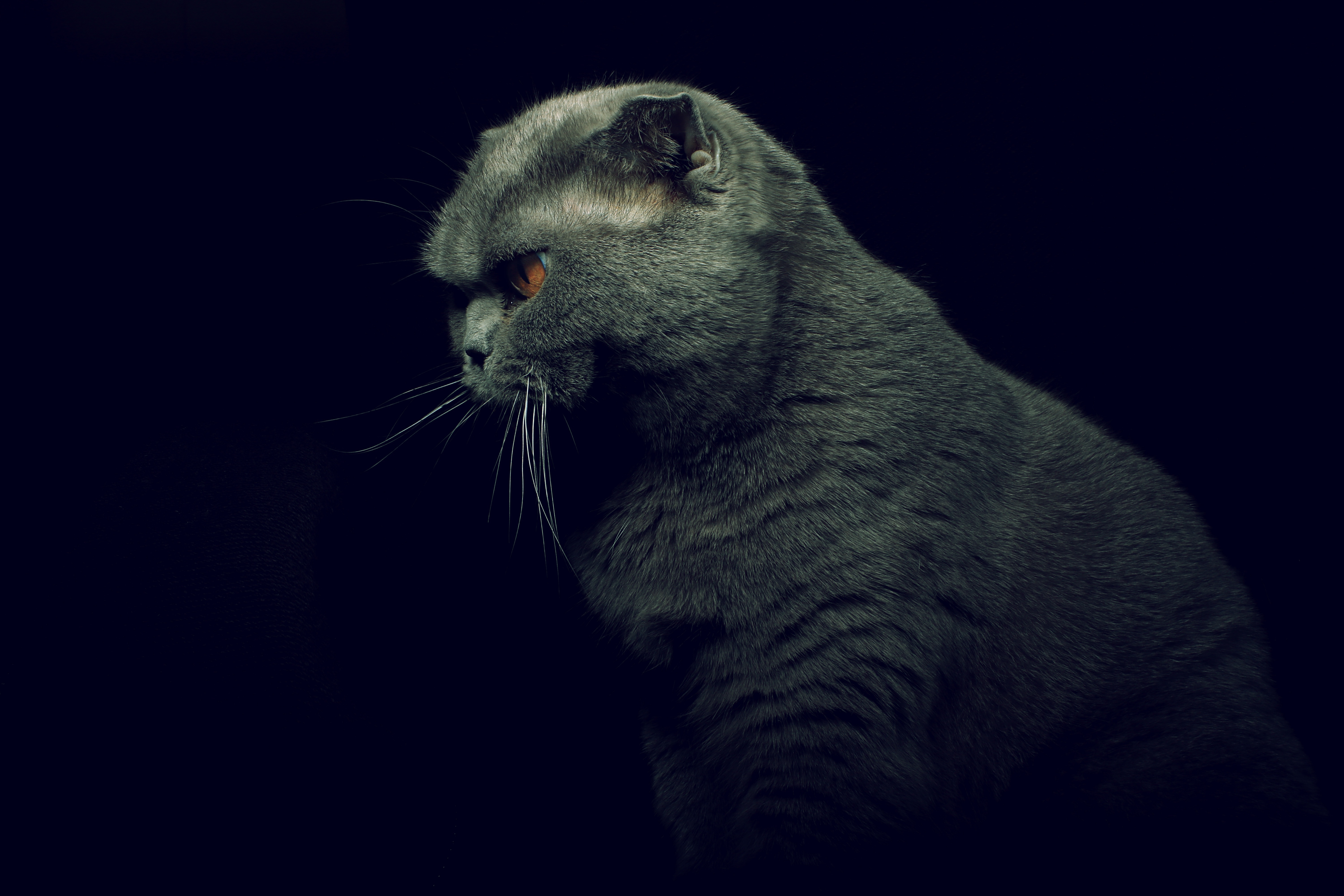 British Shorthair Cat Wallpaper HD Animals 4K Wallpapers Images And