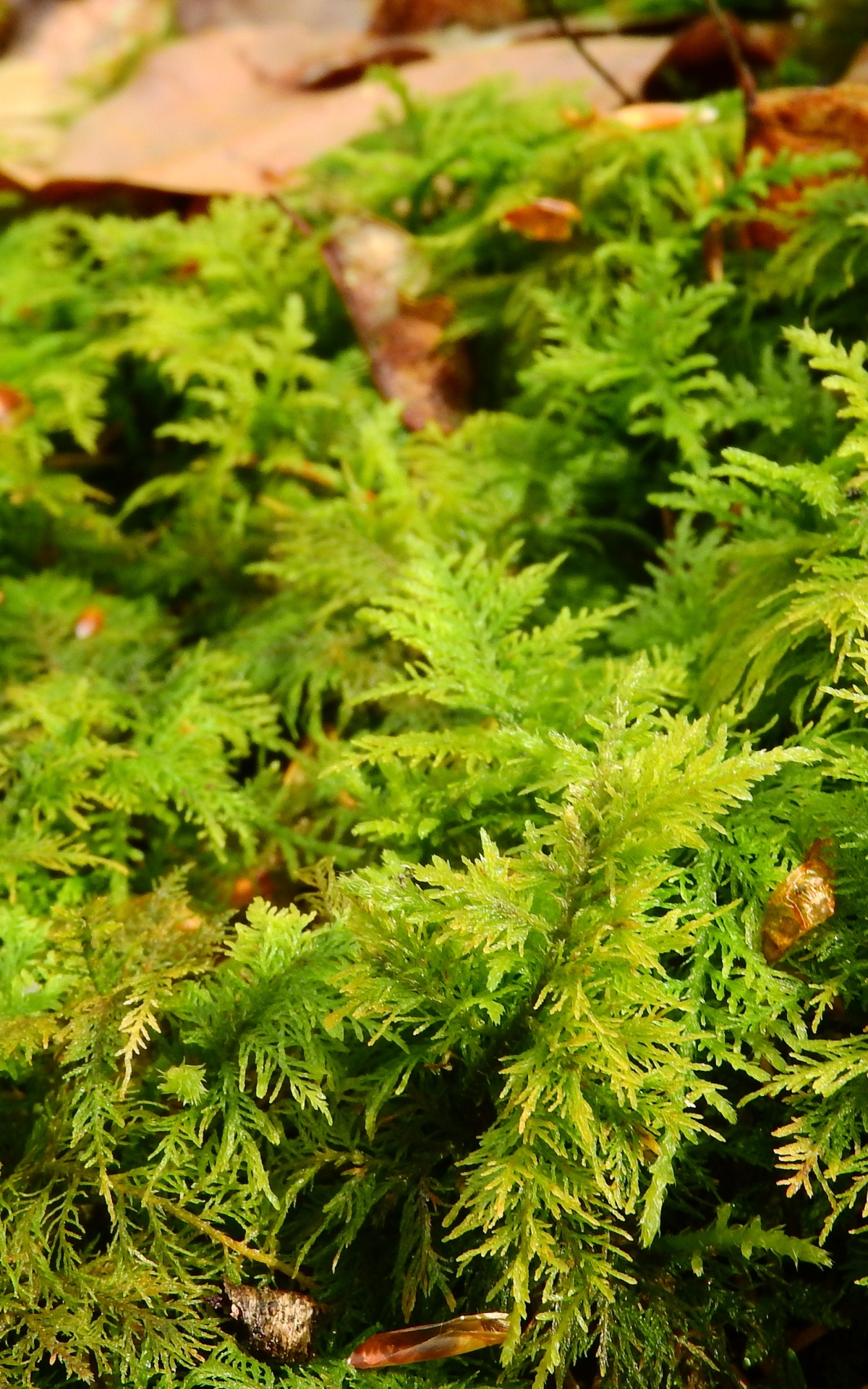 1200x1920 Resolution bryophytes, moss, grass 1200x1920 Resolution ...