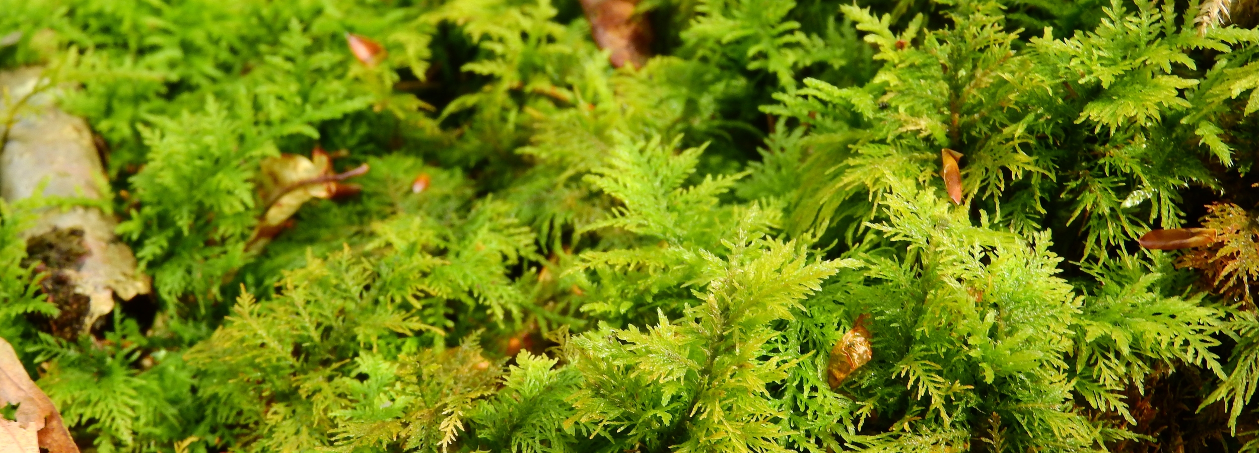 2500x900 Resolution bryophytes, moss, grass 2500x900 Resolution ...