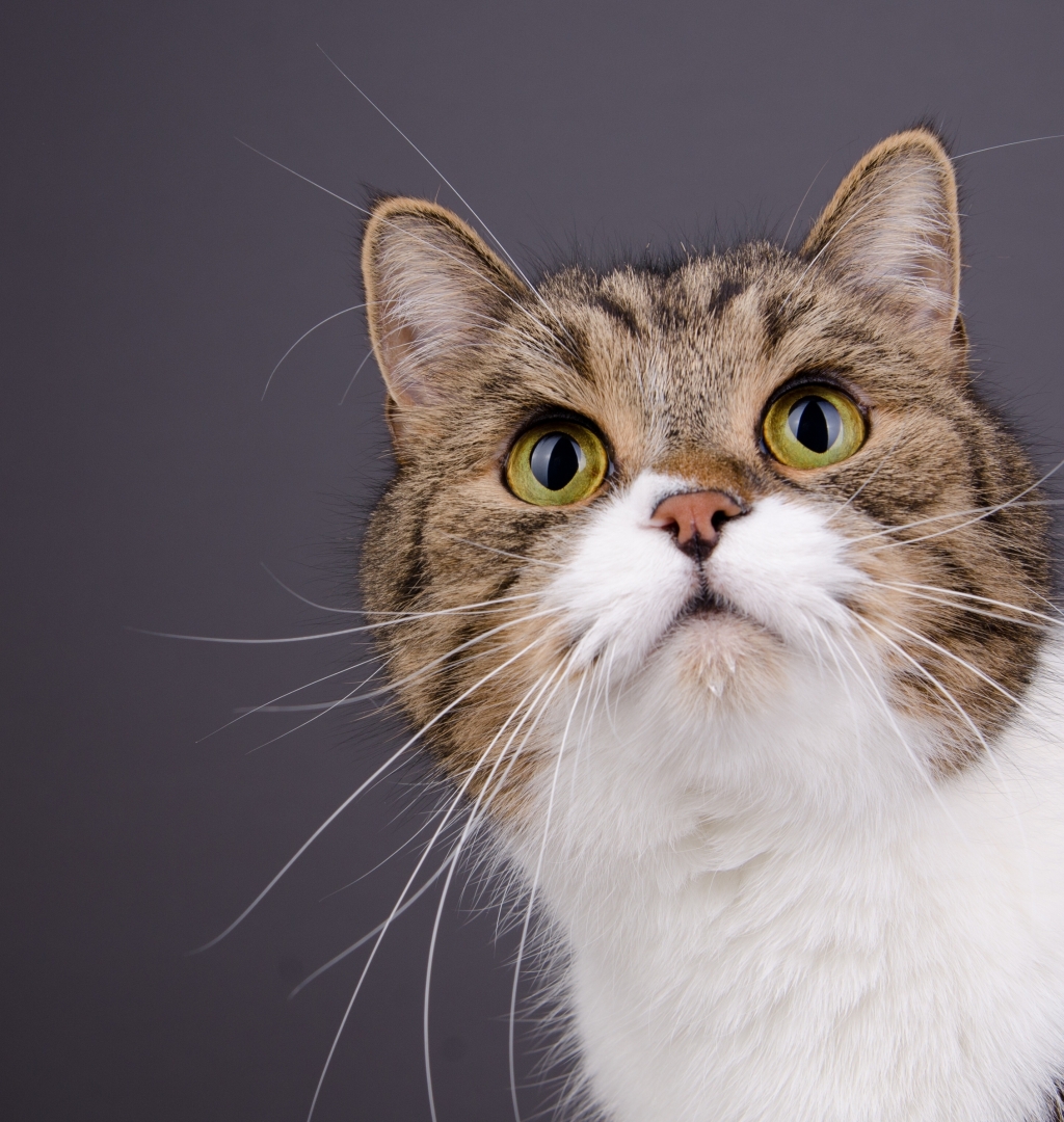 1024x1080 Resolution cat, face, eyes 1024x1080 Resolution Wallpaper ...