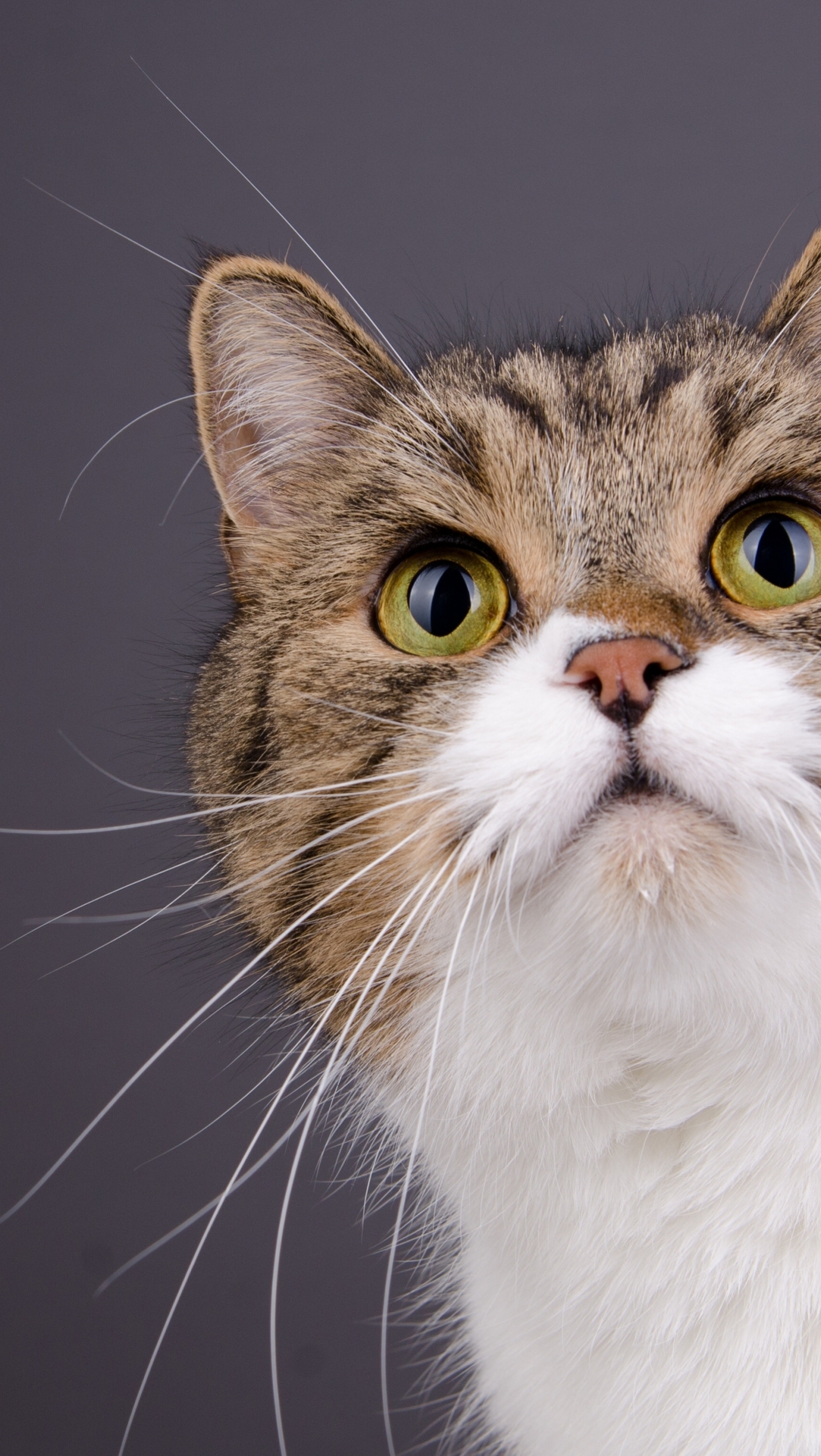 1082x1920 cat, face, eyes 1082x1920 Resolution Wallpaper, HD Animals 4K ...