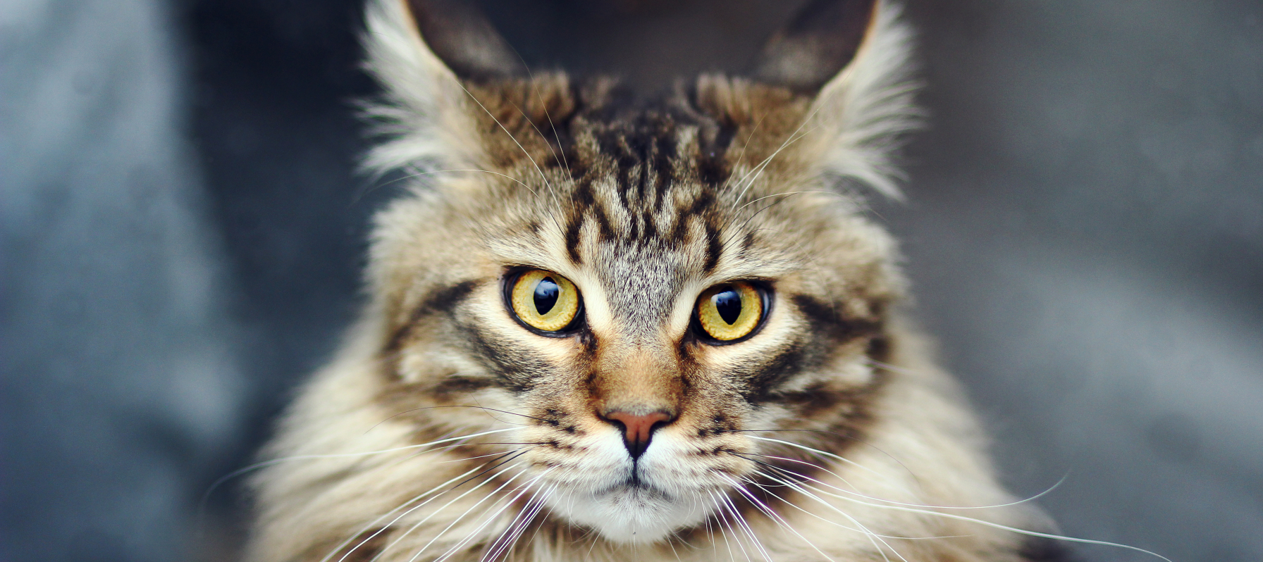 1792x798 Resolution cat, face, furry 1792x798 Resolution Wallpaper ...