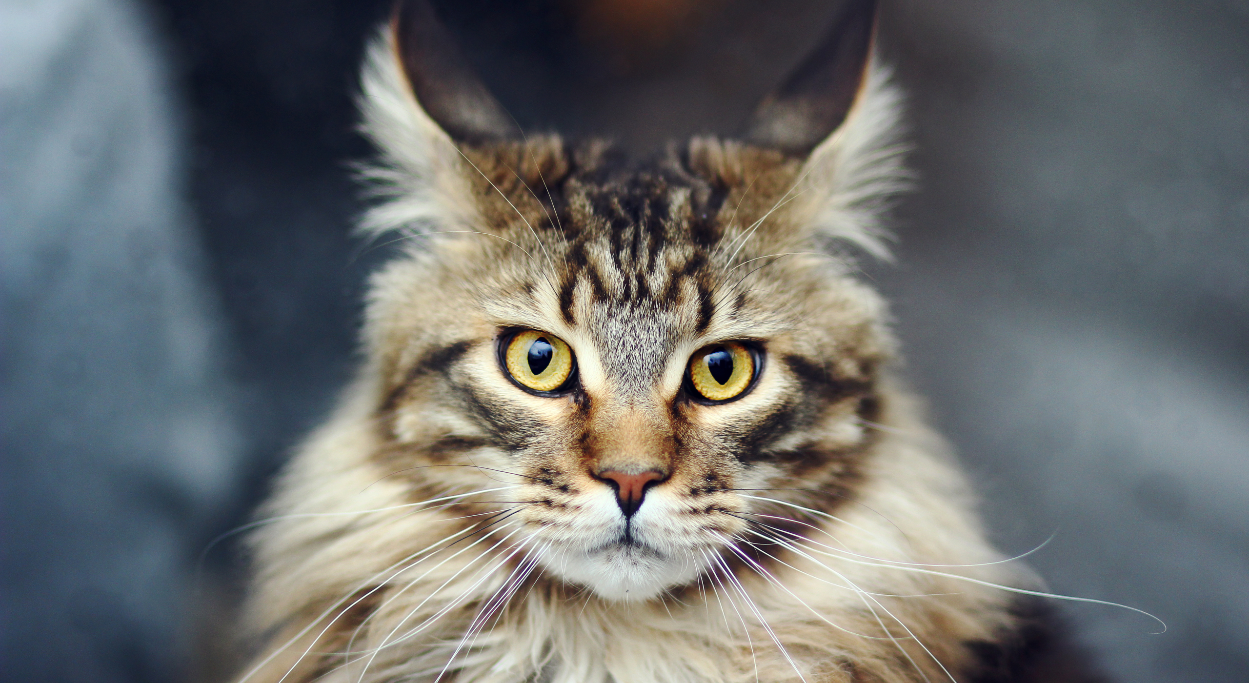2560x1400 Resolution cat, face, furry 2560x1400 Resolution Wallpaper ...