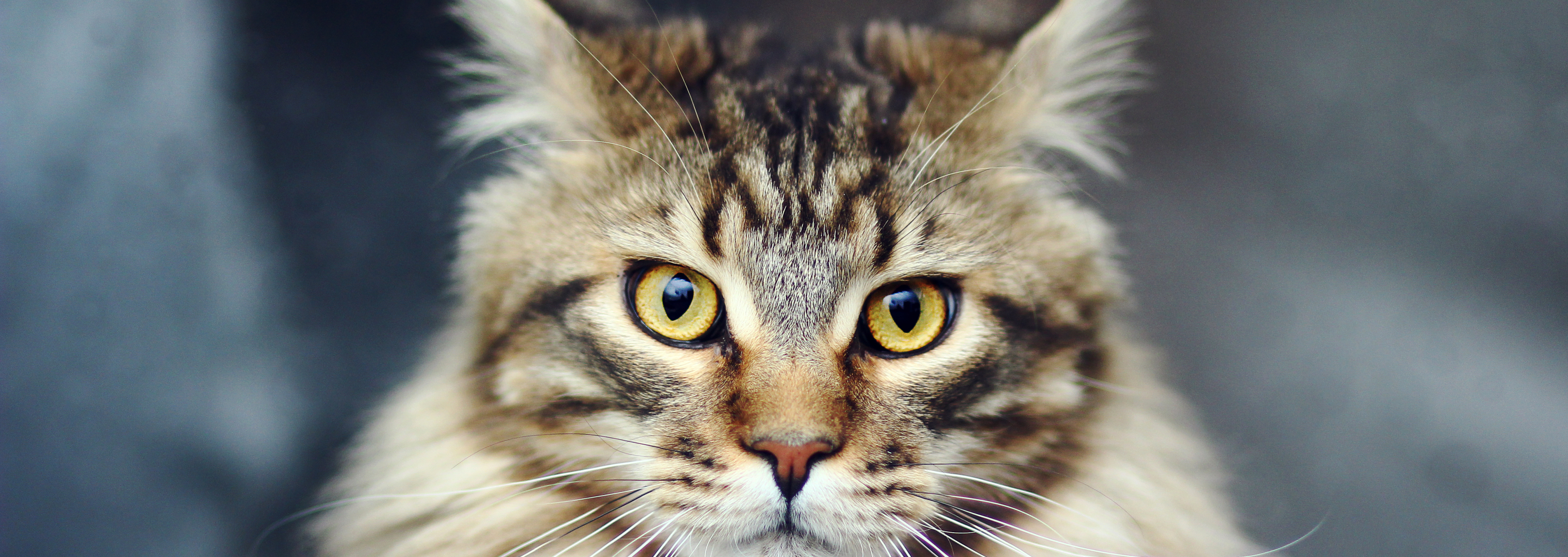 3040x1080 Resolution cat, face, furry 3040x1080 Resolution Wallpaper ...