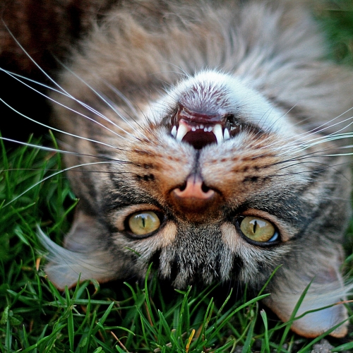 500x500 cat, funny, lie 500x500 Resolution Wallpaper, HD Animals 4K ...