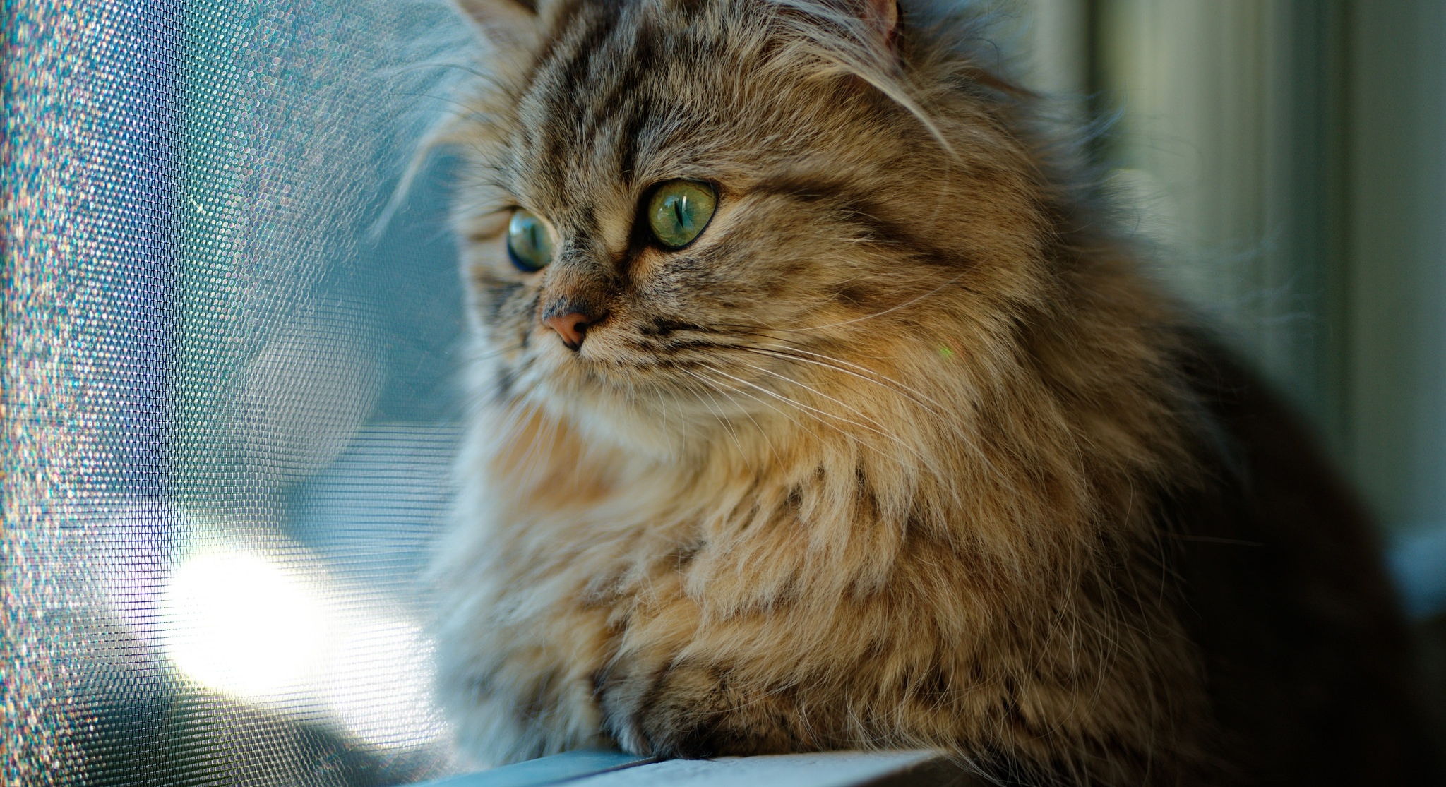 2048x1115 Resolution Cat Looking Through Window 2048x1115 Resolution ...