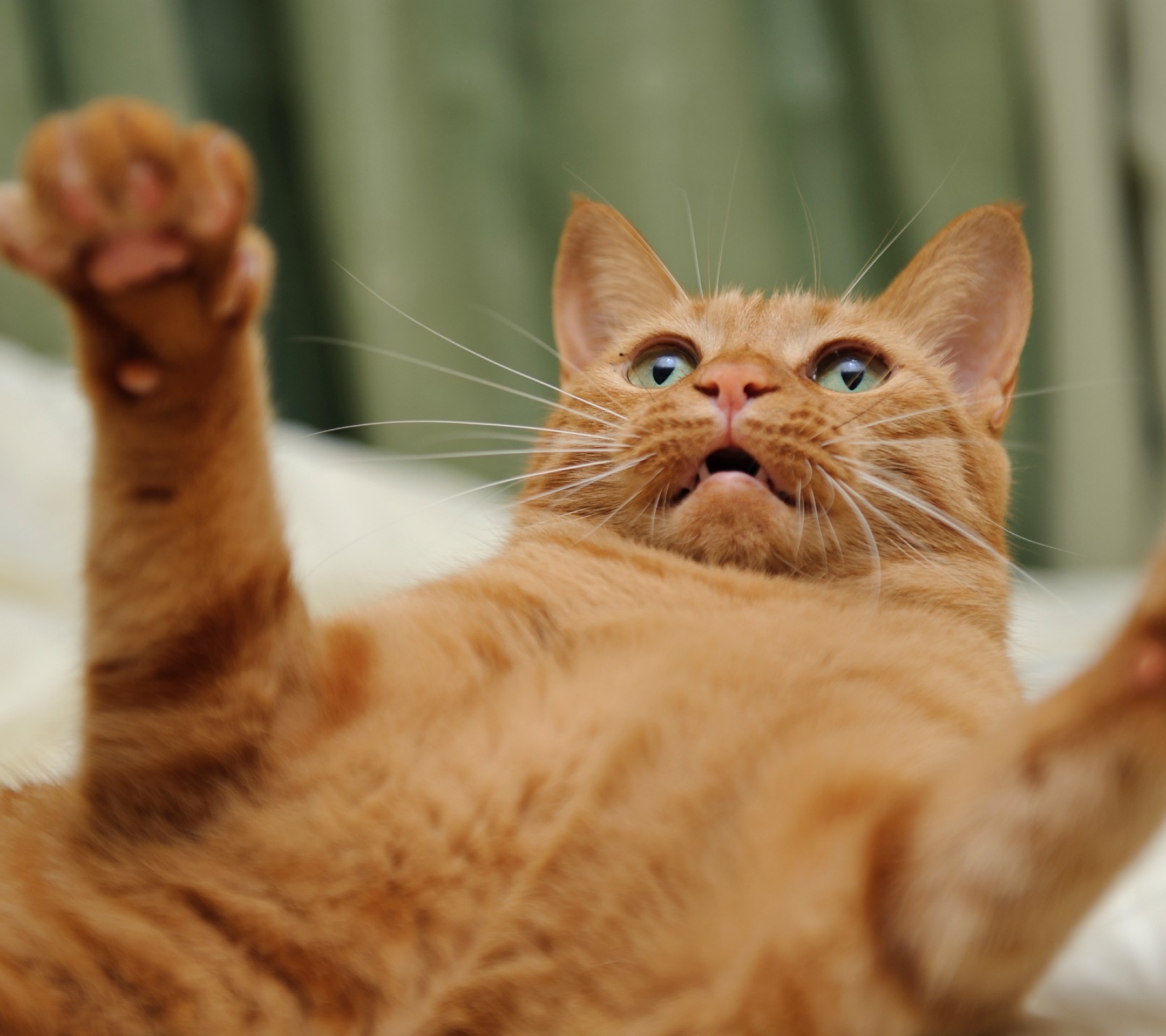 2160x1920 cat, red, cool 2160x1920 Resolution Wallpaper, HD Animals 4K ...