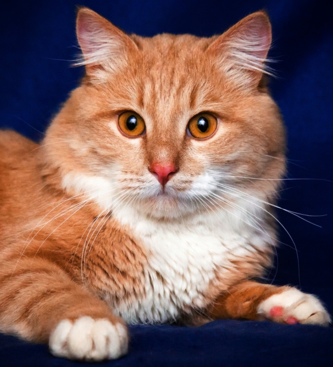 680x750 Resolution cat, red, face 680x750 Resolution Wallpaper ...