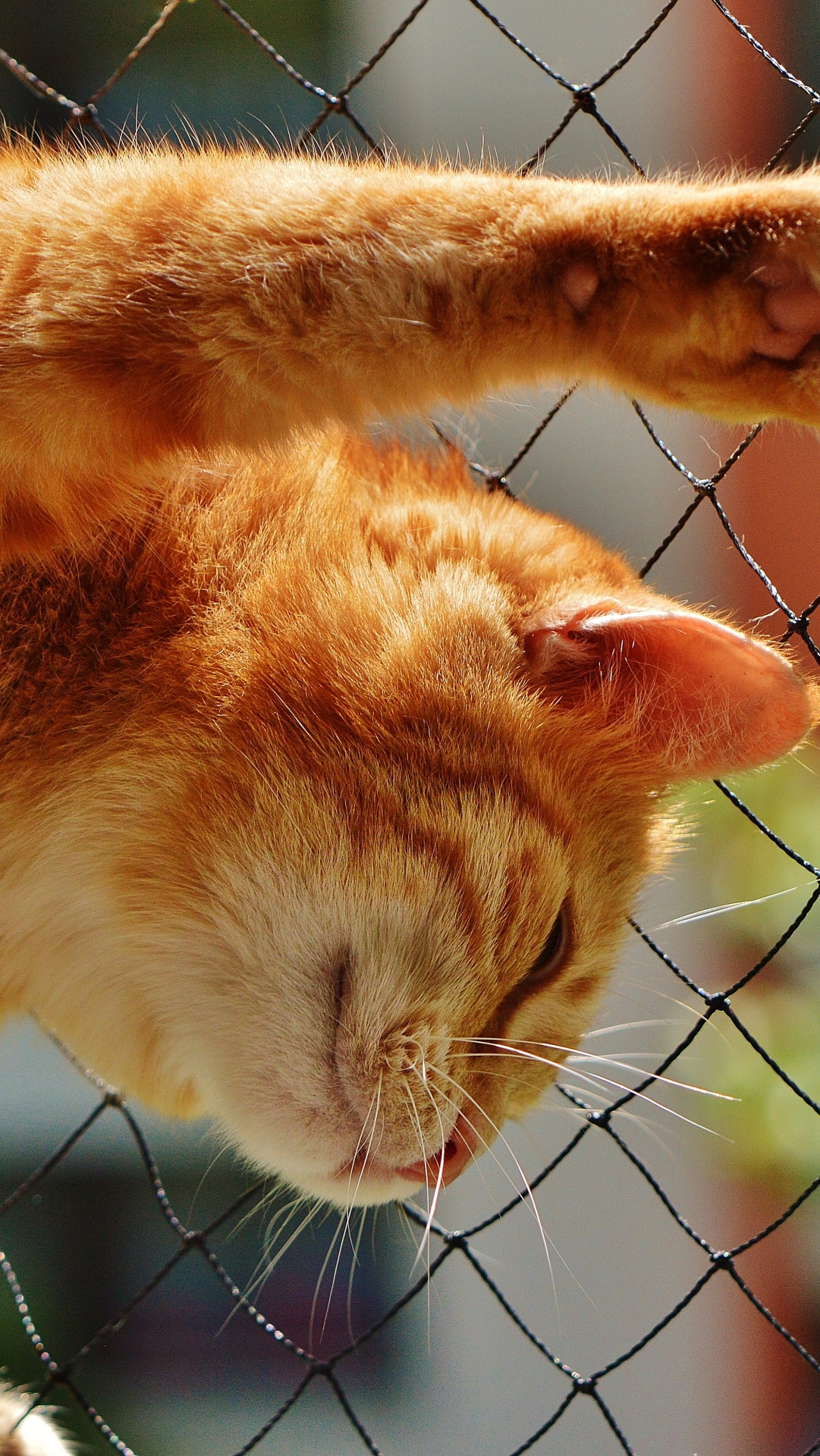 1081x1920 Resolution cat, red, mesh 1081x1920 Resolution Wallpaper ...