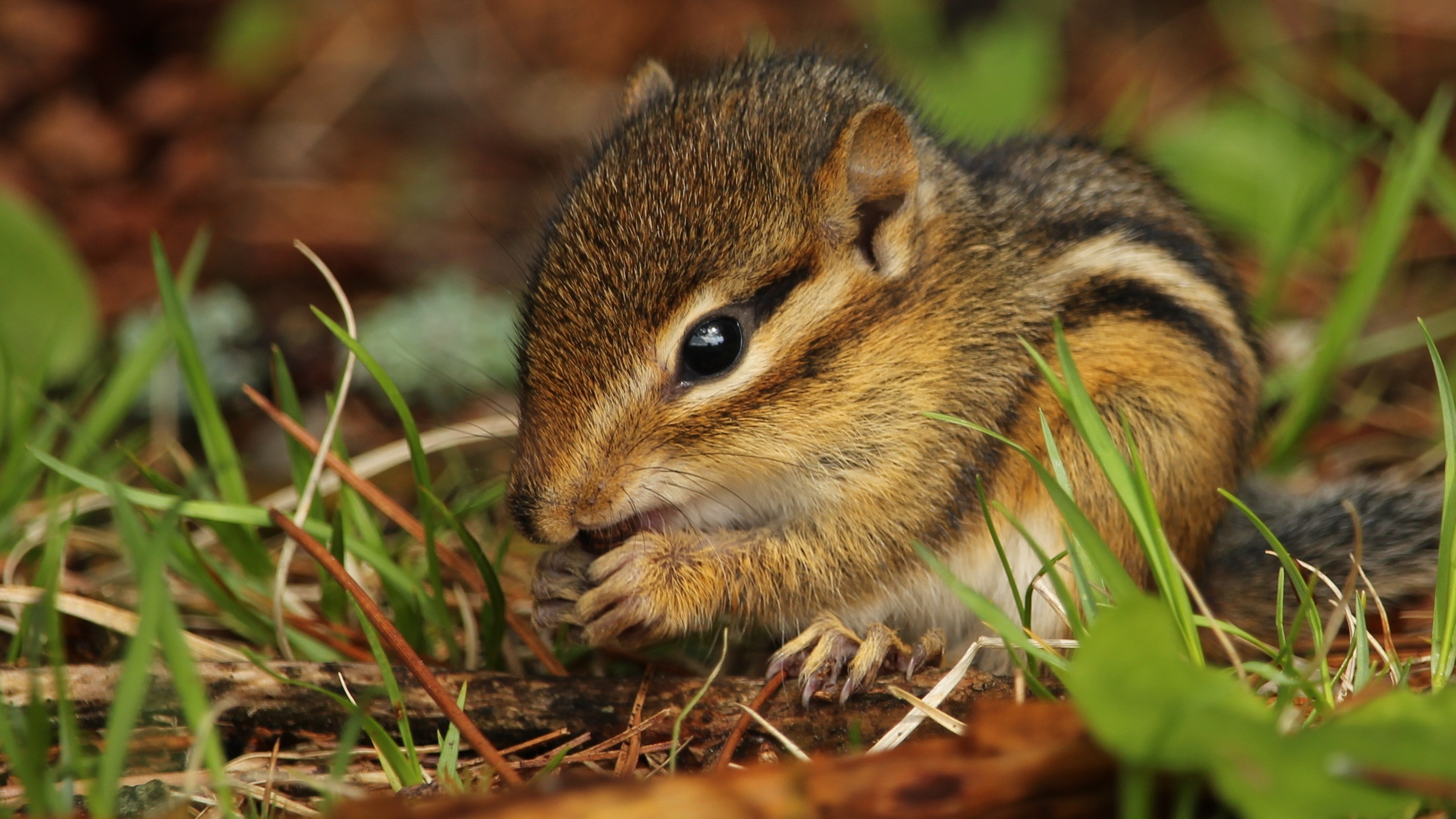 5120x2880 Resolution chipmunk, rodent, grass 5K Wallpaper - Wallpapers Den