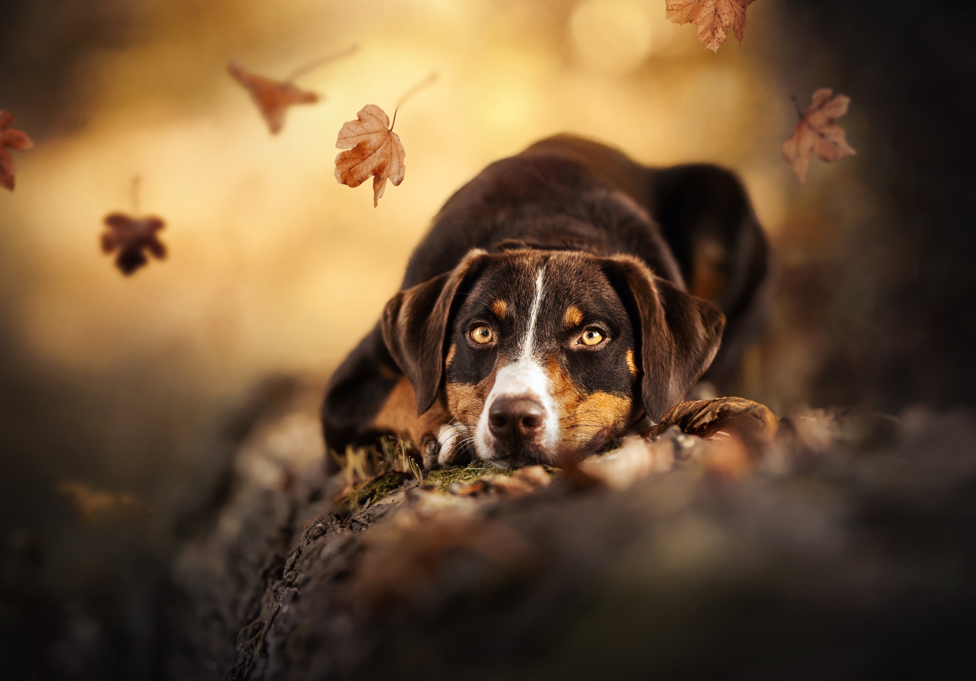 1920x1339 Resolution Cute Dog 4k 1920x1339 Resolution Wallpaper ...