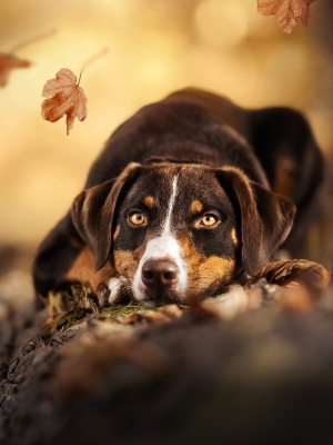 300x400 Resolution Cute Dog 4k 300x400 Resolution Wallpaper ...