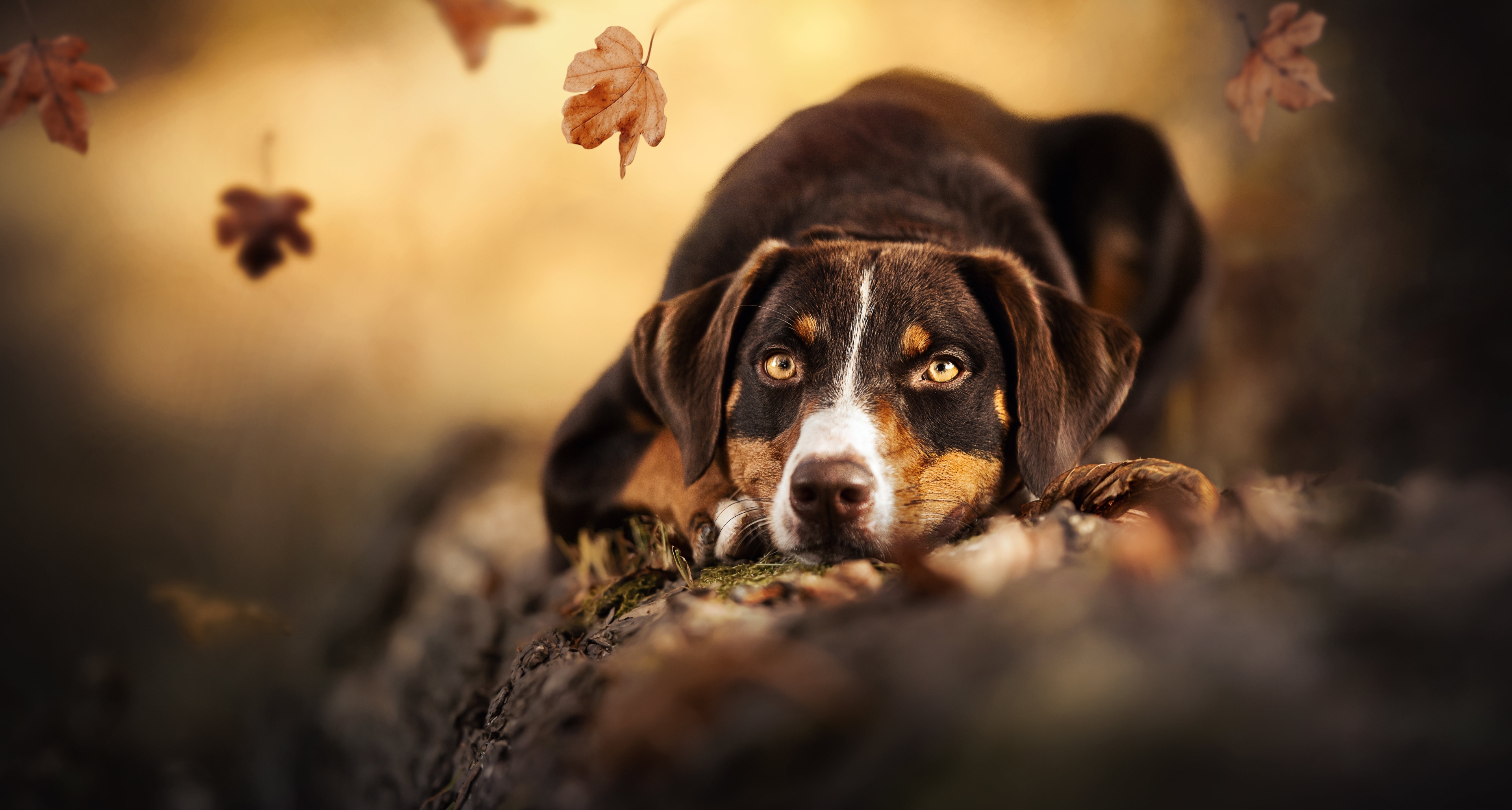 3840x2060 Resolution Cute Dog 4k 3840x2060 Resolution Wallpaper ...
