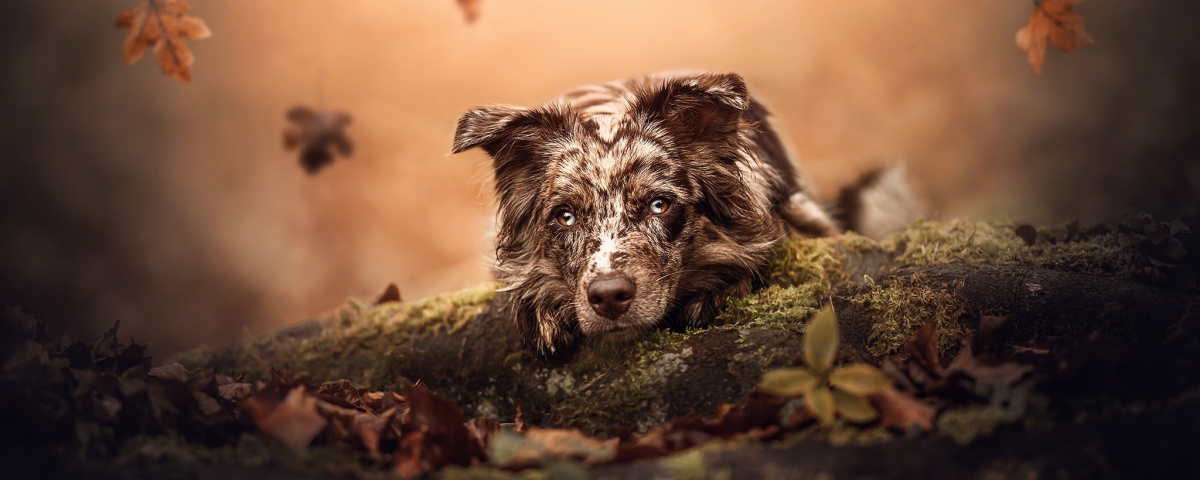 1200x480 Resolution Cute Dog HD 1200x480 Resolution Wallpaper ...